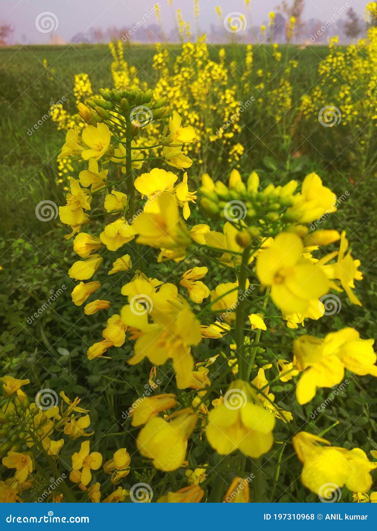 Khet Flowers Stock Photos - Free & Royalty-Free Stock Photos from ...