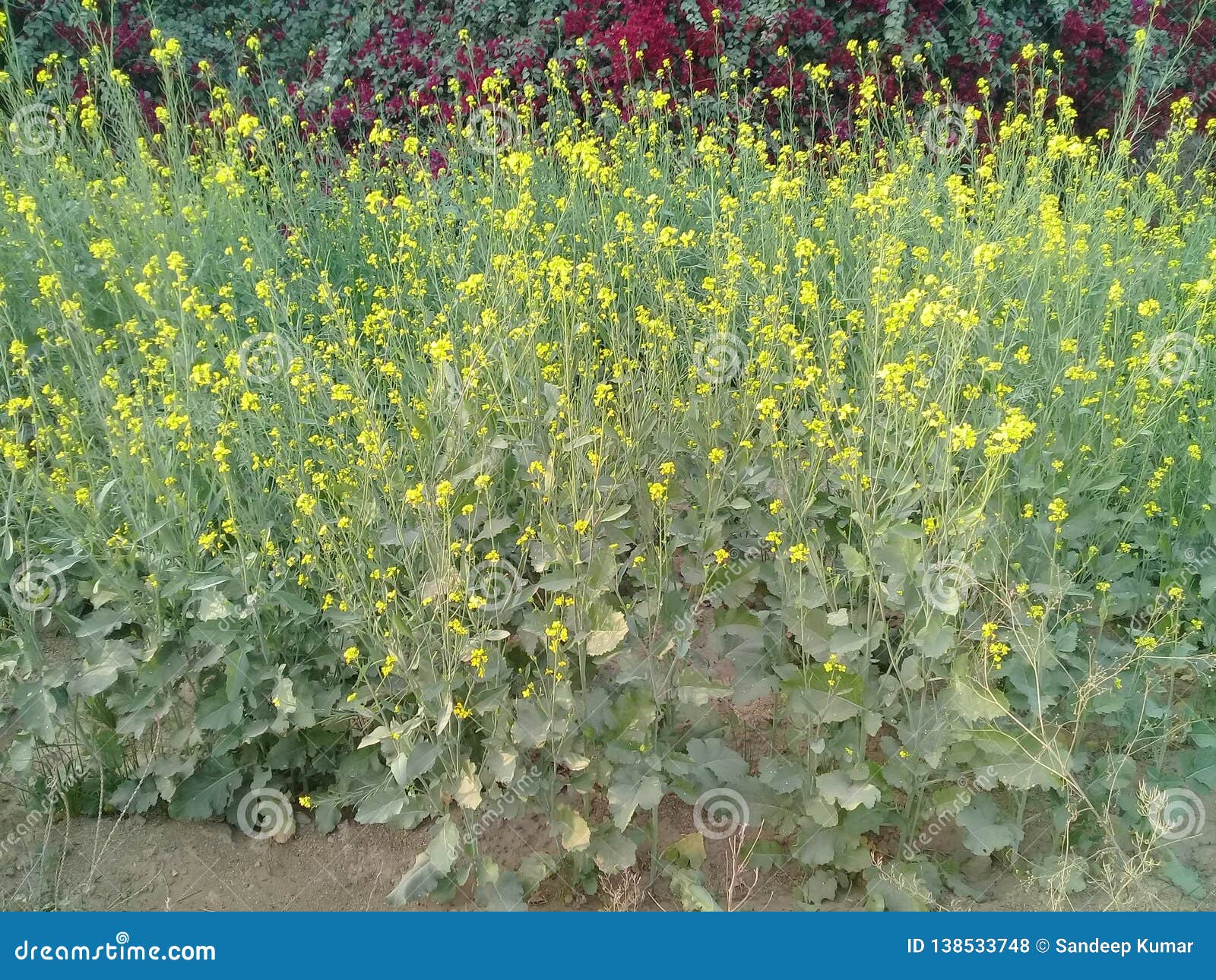 Sarso stock photo. Image of flower, sarso, field, yellow - 138533748