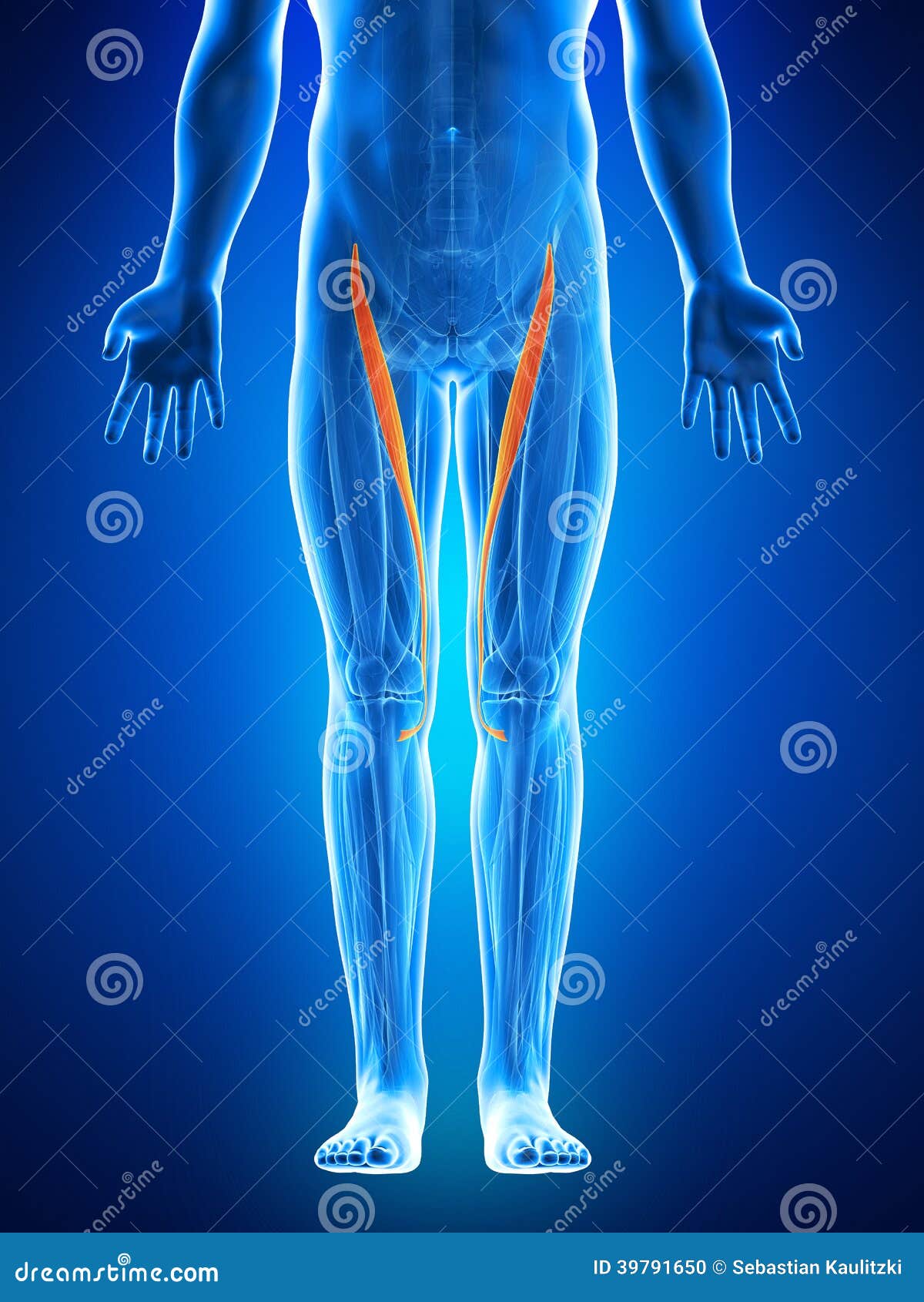 The sartorius stock illustration. Illustration of health - 39791650