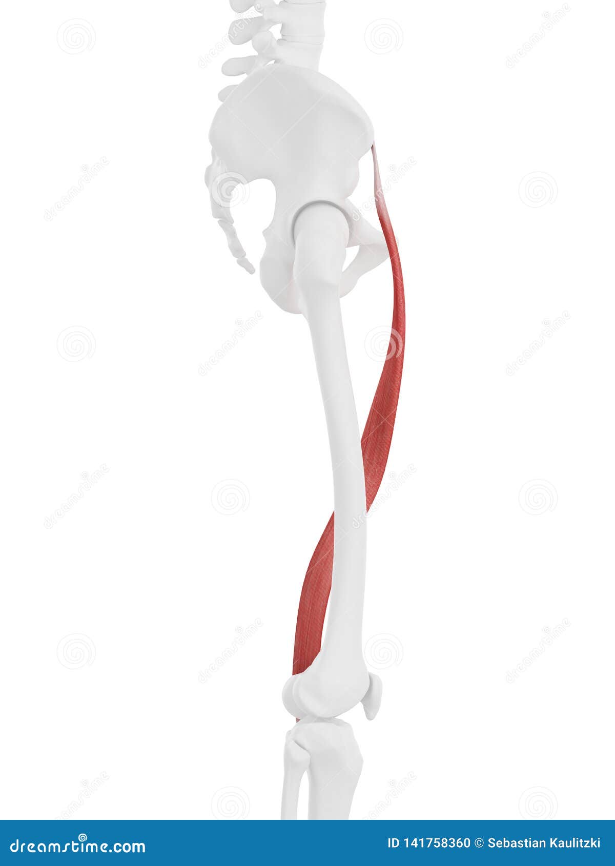 The Sartorius stock illustration. Illustration of bones - 141758360