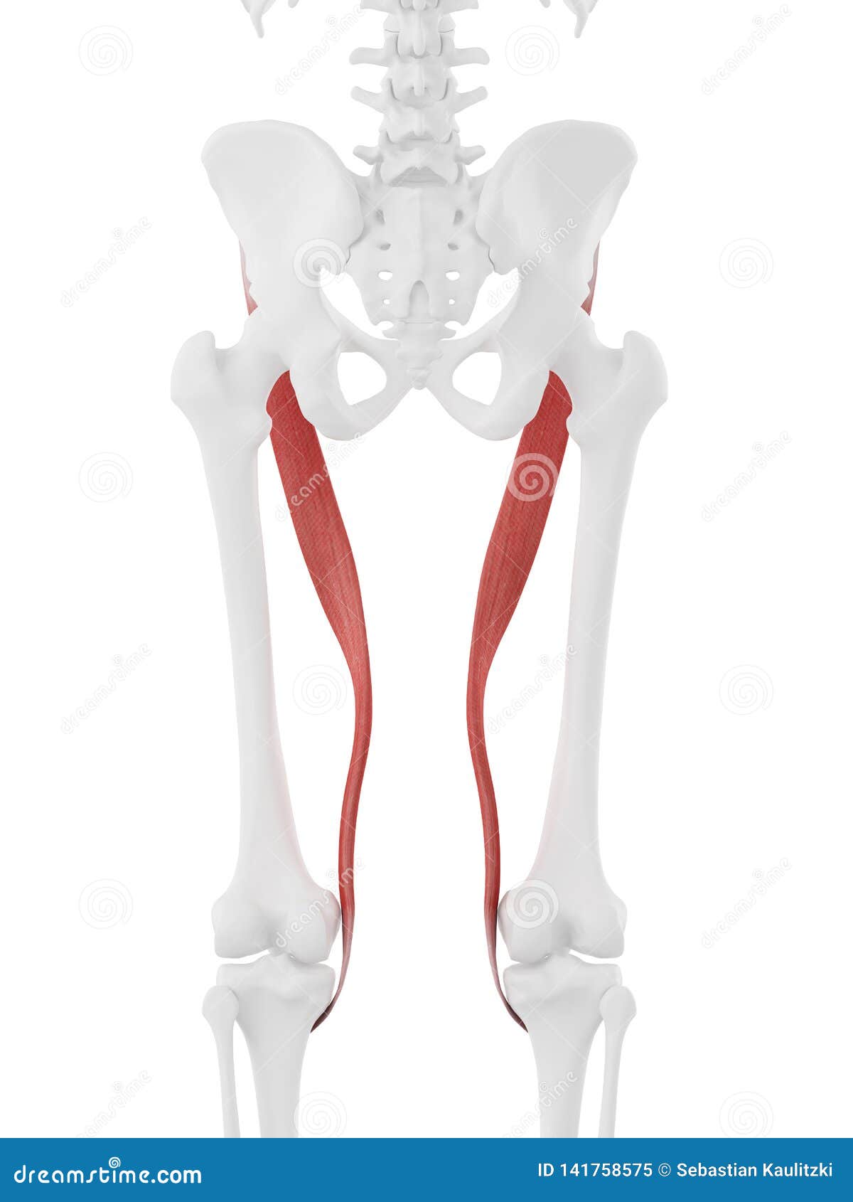 The Sartorius stock illustration. Illustration of musculoskeletal ...