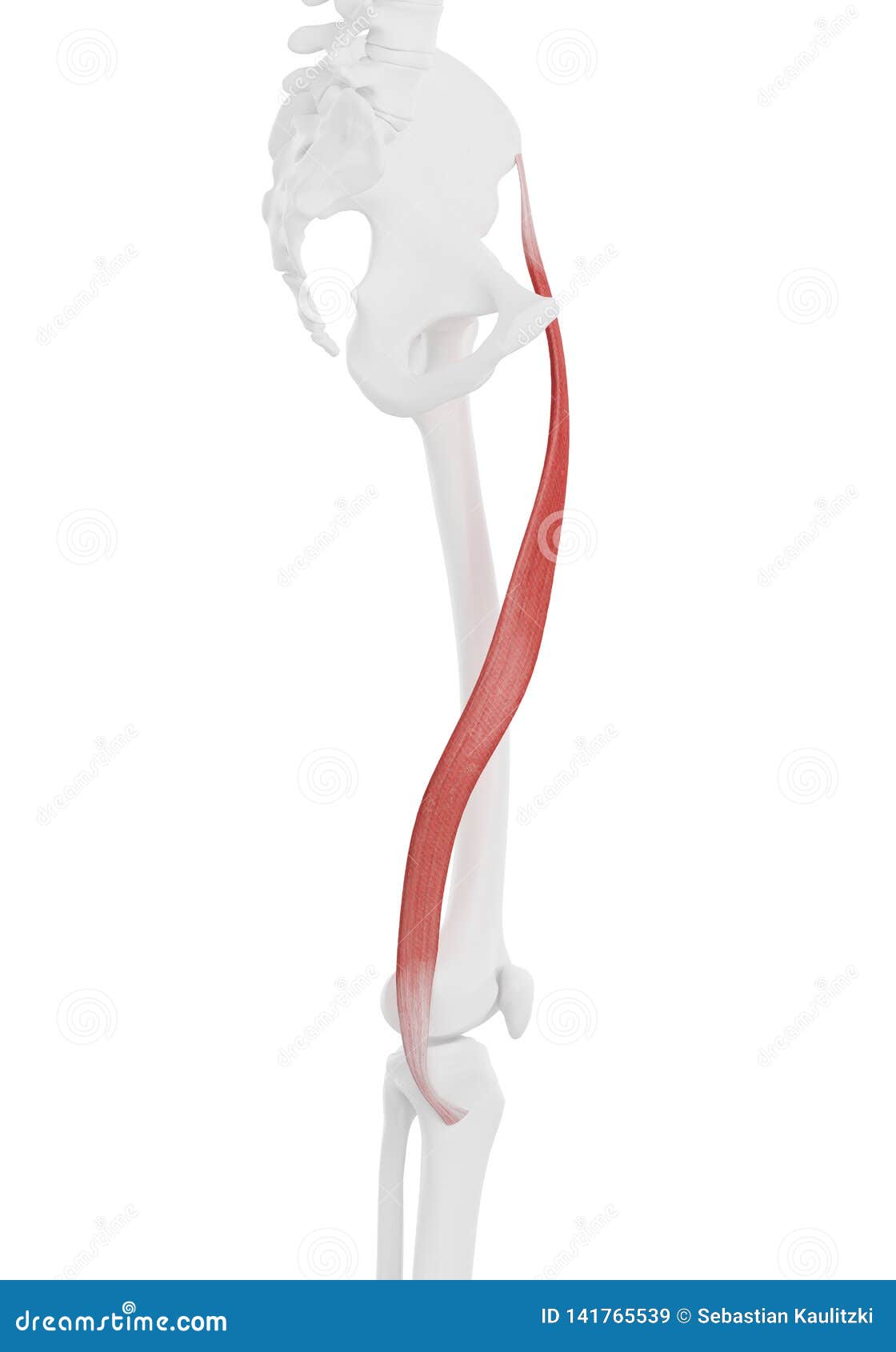 The Sartorius stock illustration. Illustration of diagram - 141765539