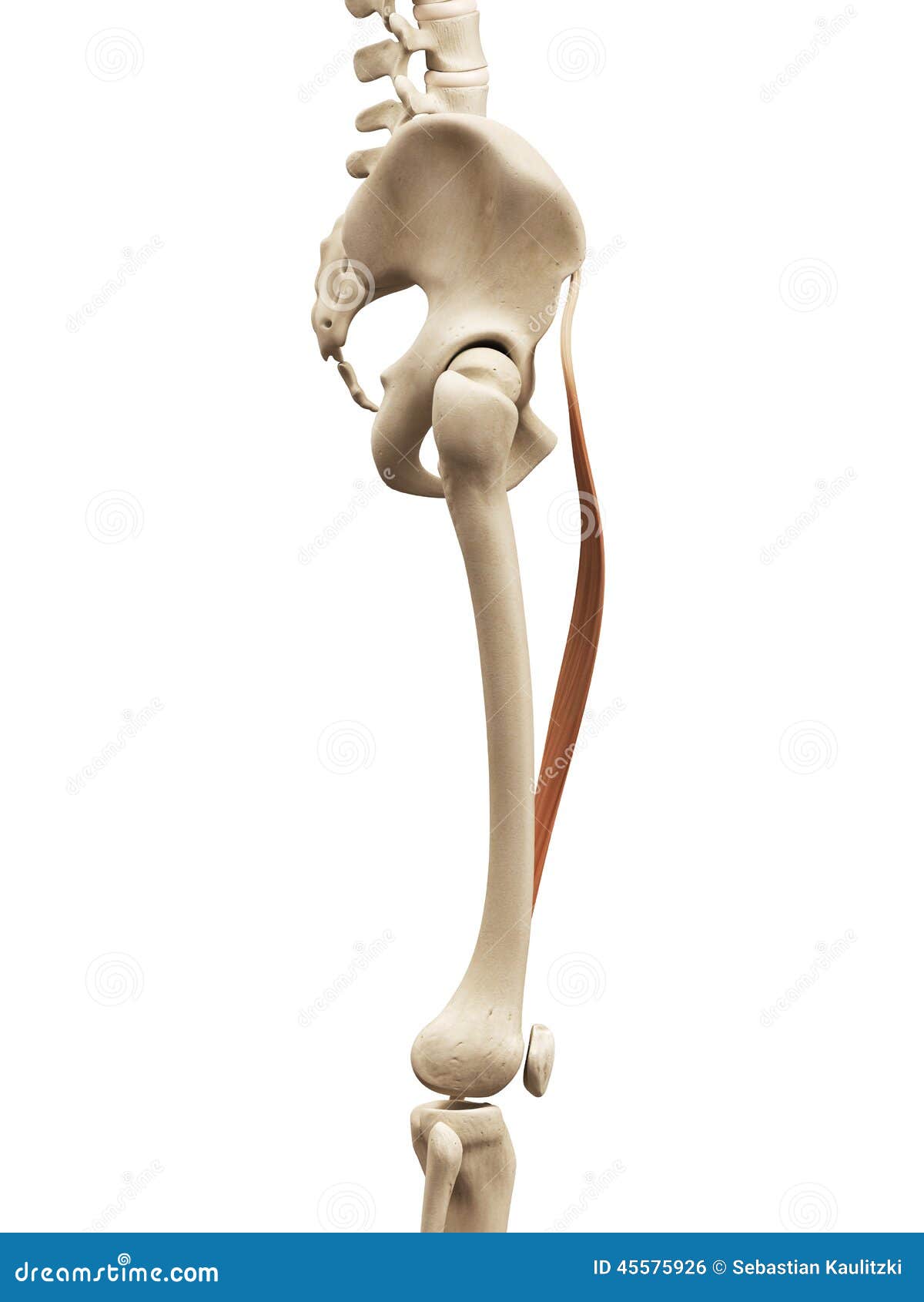 The sartorius stock illustration. Illustration of body - 45575926