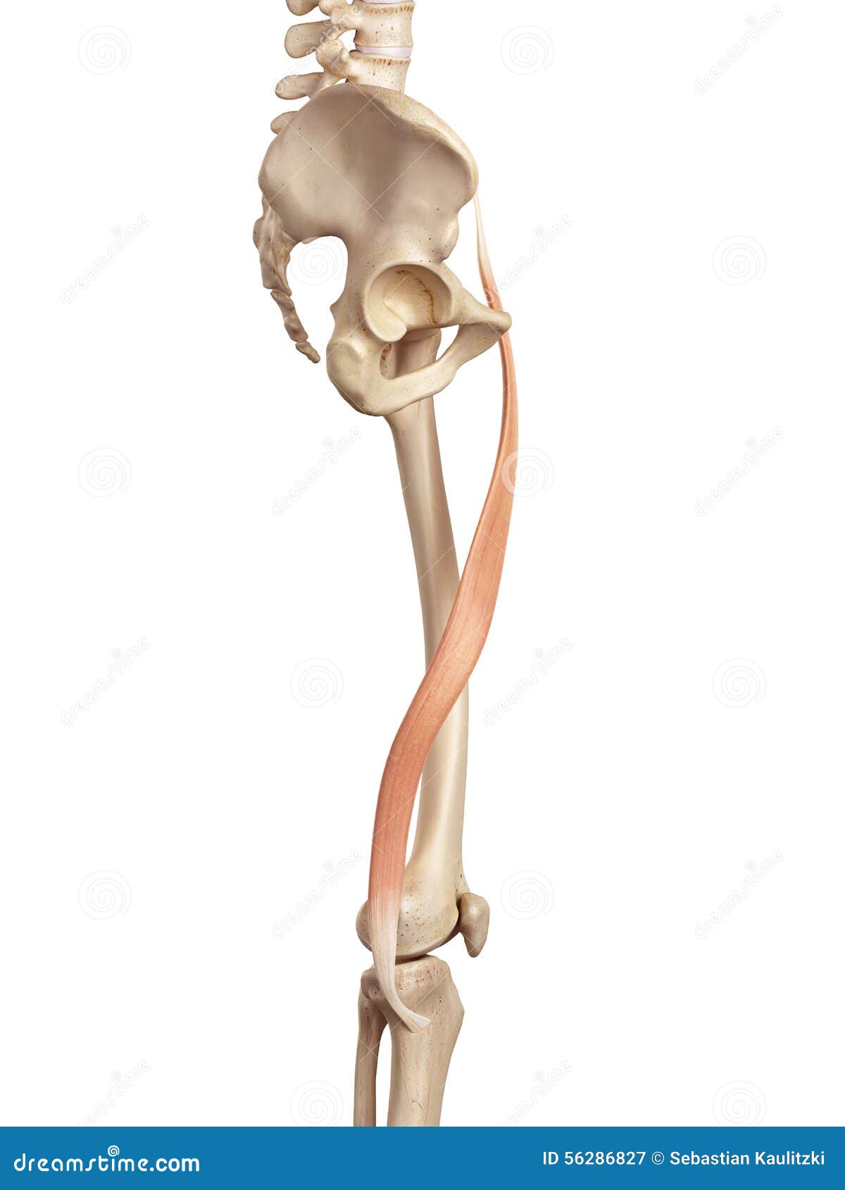 The sartorius stock illustration. Illustration of thigh - 56286827