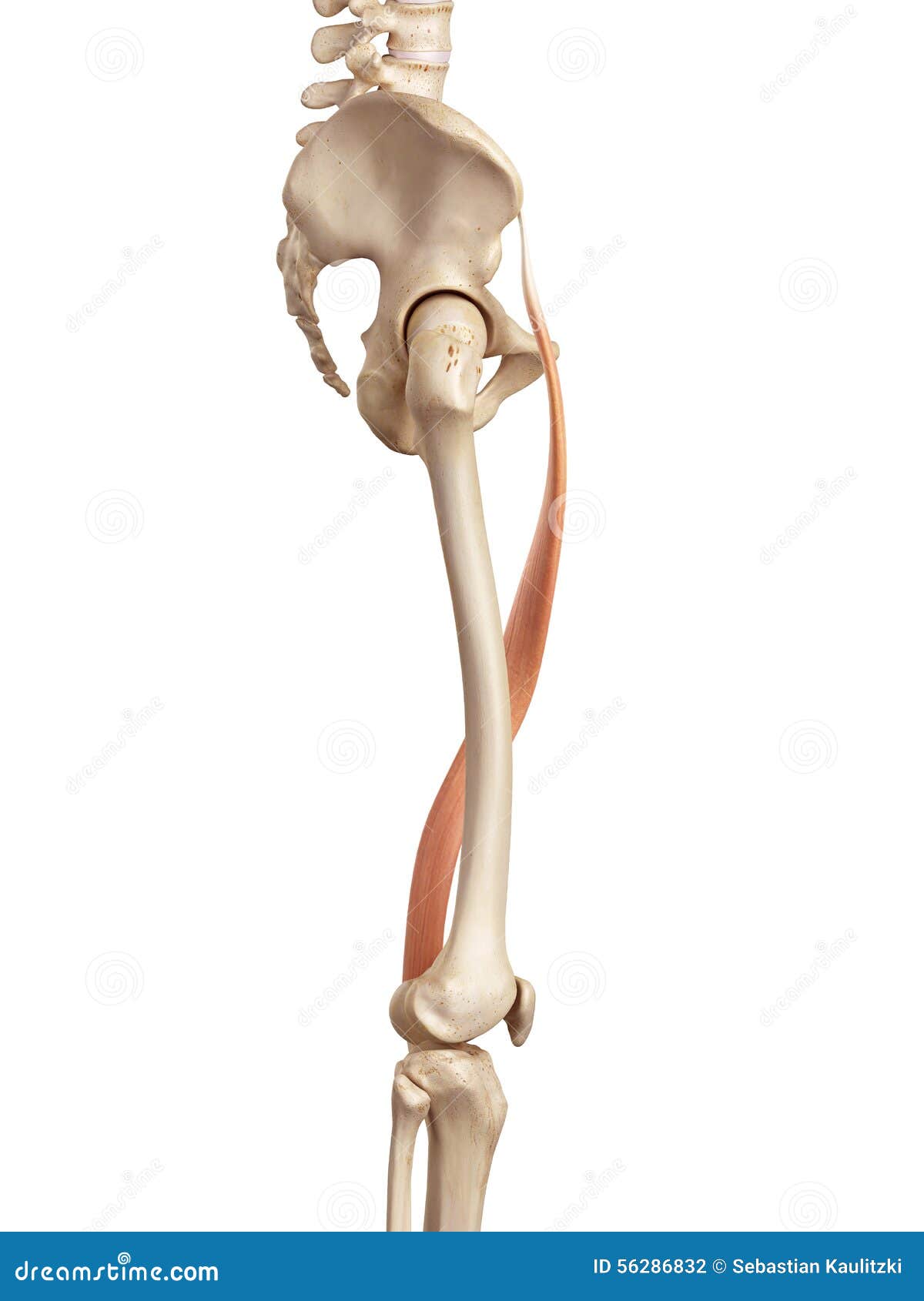 The sartorius stock illustration. Illustration of healthy - 56286832