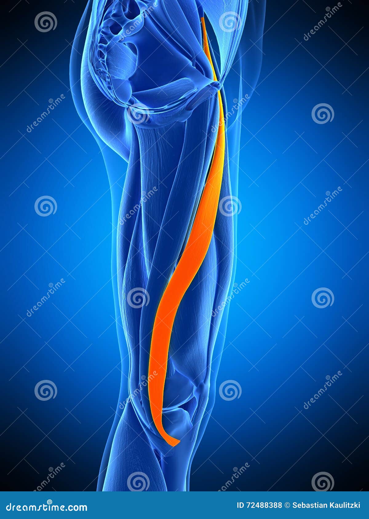 The sartorius stock illustration. Illustration of sartorius - 72488388