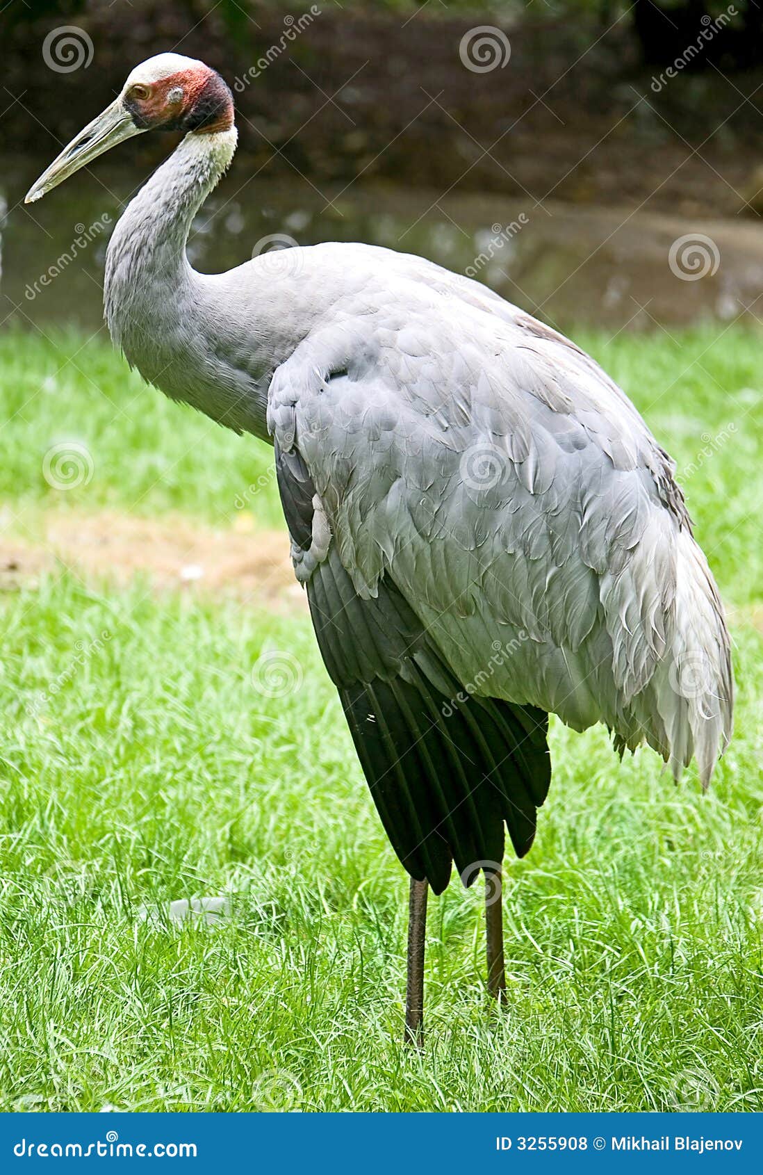 Sarus crane 2 stock photo. Image of sarus, flight, gait - 3255908
