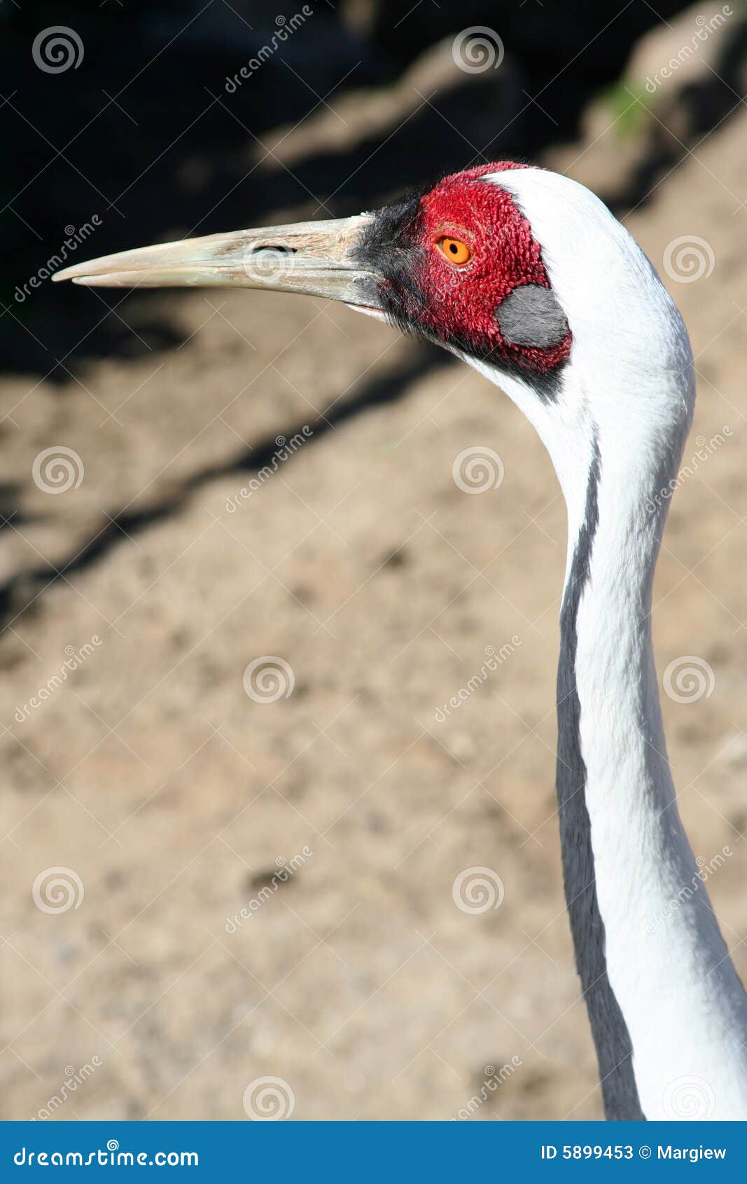Sarus Crane Bird Is Dancing, Naturel, Nature, Wallpaper Stock ...