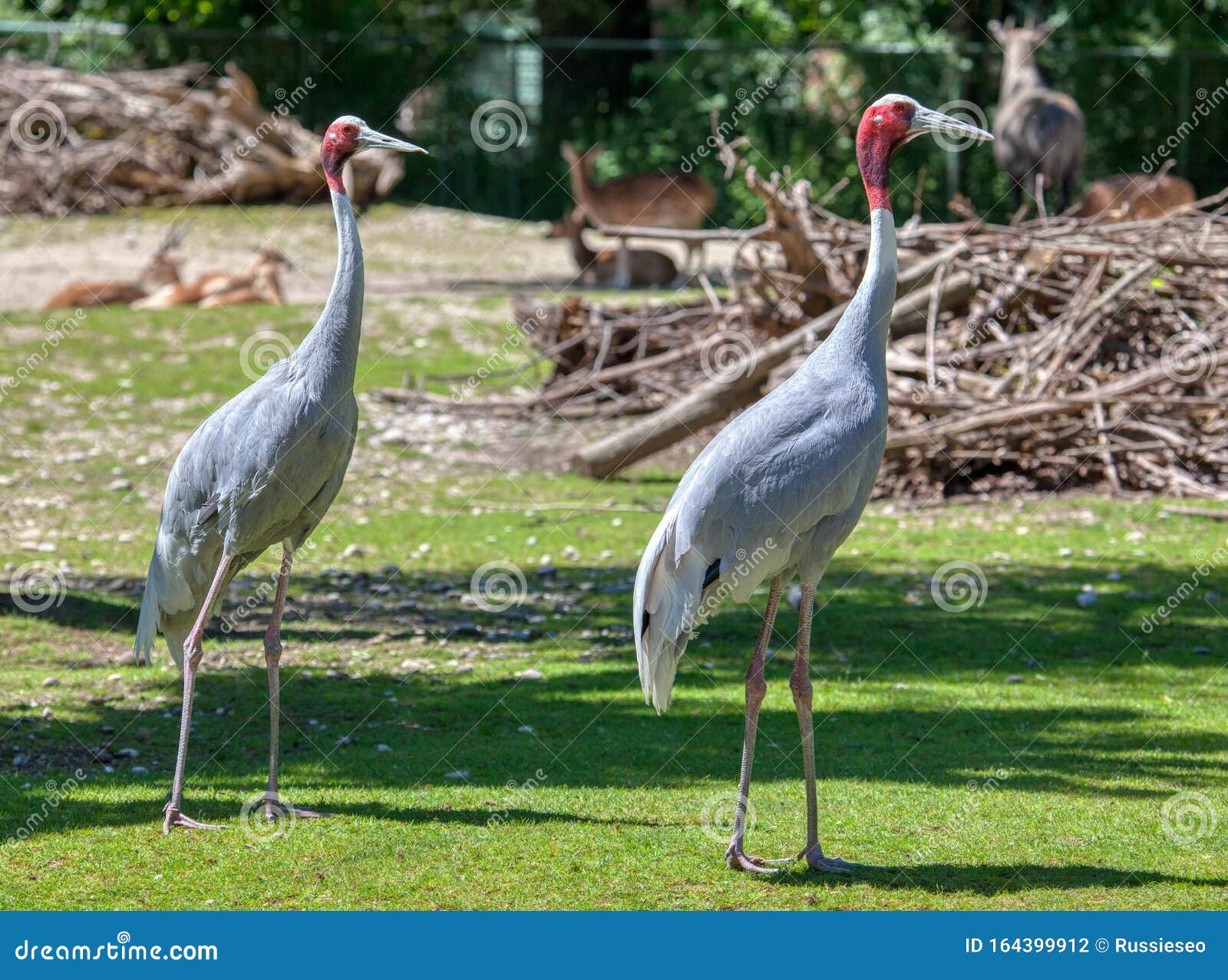 Sarus Crane birds stock photo. Image of lake, ornithology - 164399912