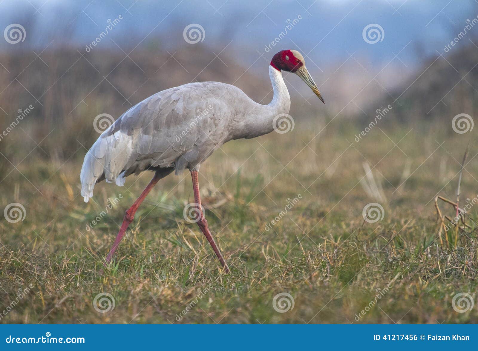 Sarus Crane stock photo. Image of plumage, endangered - 41217456