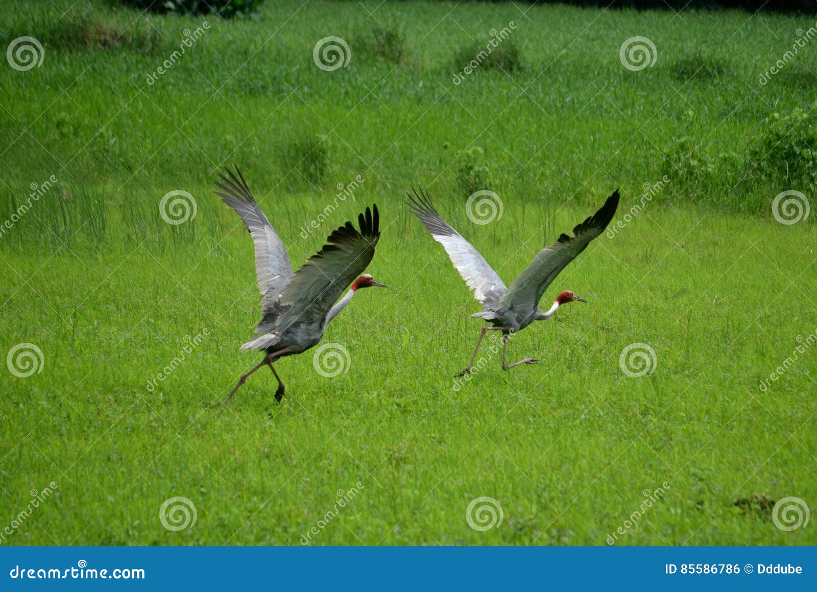 Sarus crane stock photo. Image of waiting, performing - 85586786