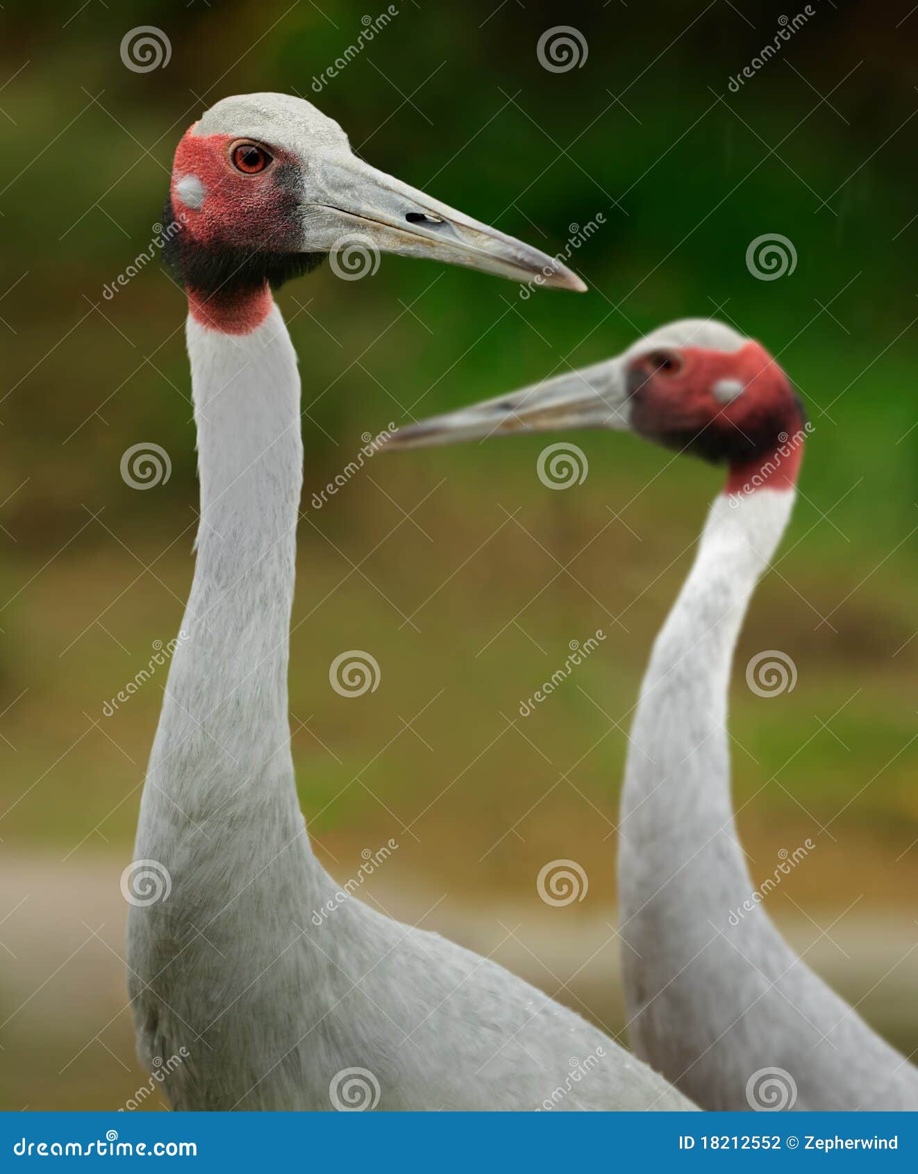 Sarus Cranes stock photo. Image of green, sarus, bird - 18212552