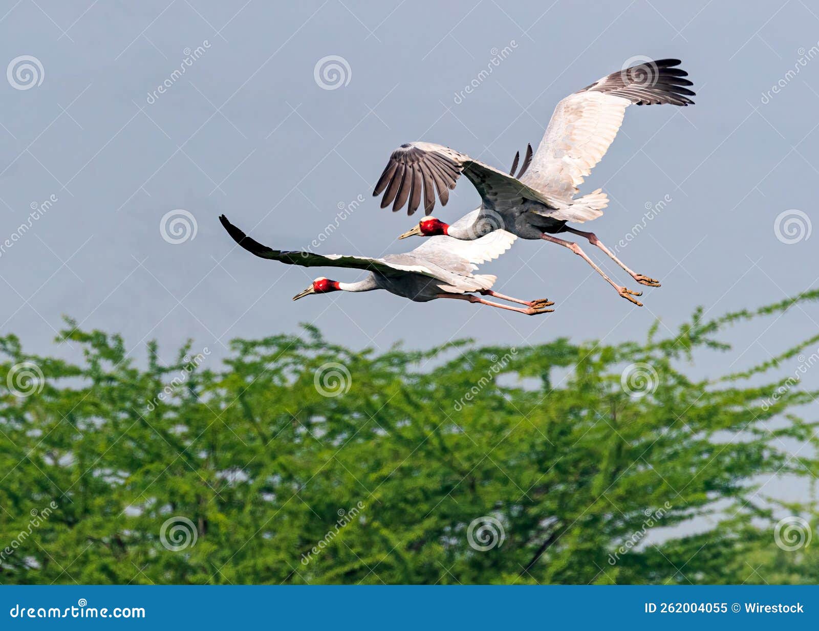Serene View of Sarus Cranes Flying Above a Field Stock Image - Image of ...
