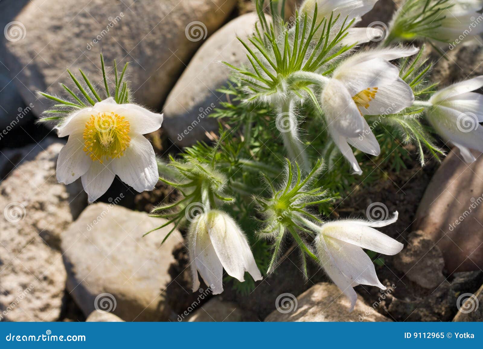 Sasanka stock image. Image of spring, aroma, leaves, blossom - 9112965