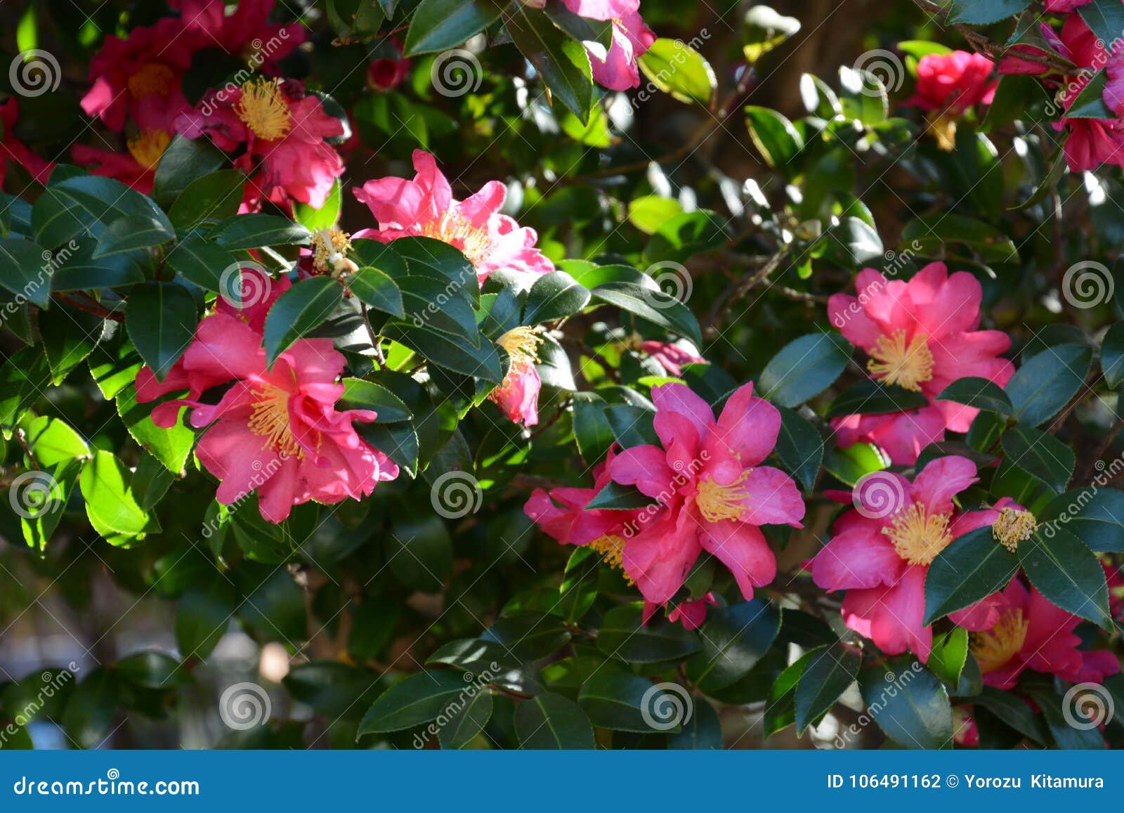 Sasanqua stock photo. Image of kanagawa, petals, autumn - 106491162