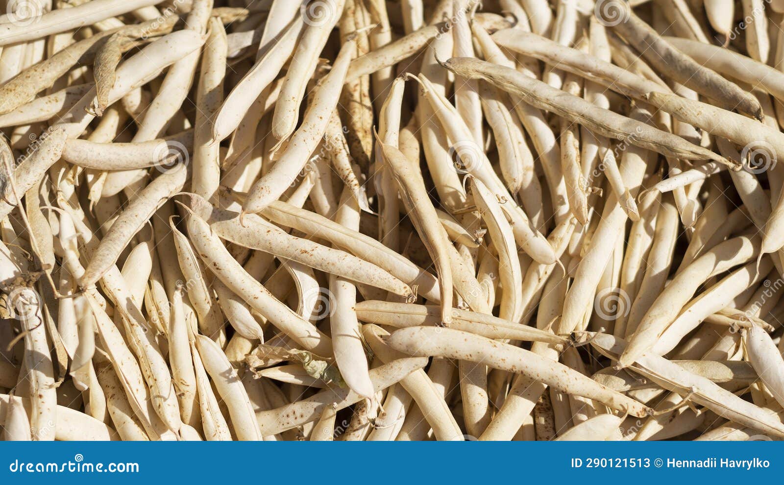 Sash Pods of Dried Beans. Harvesting. Close-up Stock Image - Image of ...