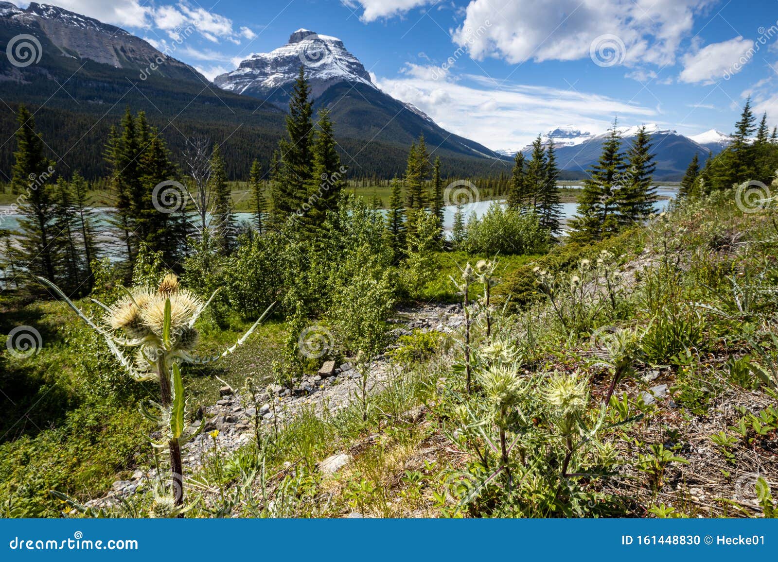 Saskatchewan River in the Rocky Mountains of Canada Stock Photo - Image ...