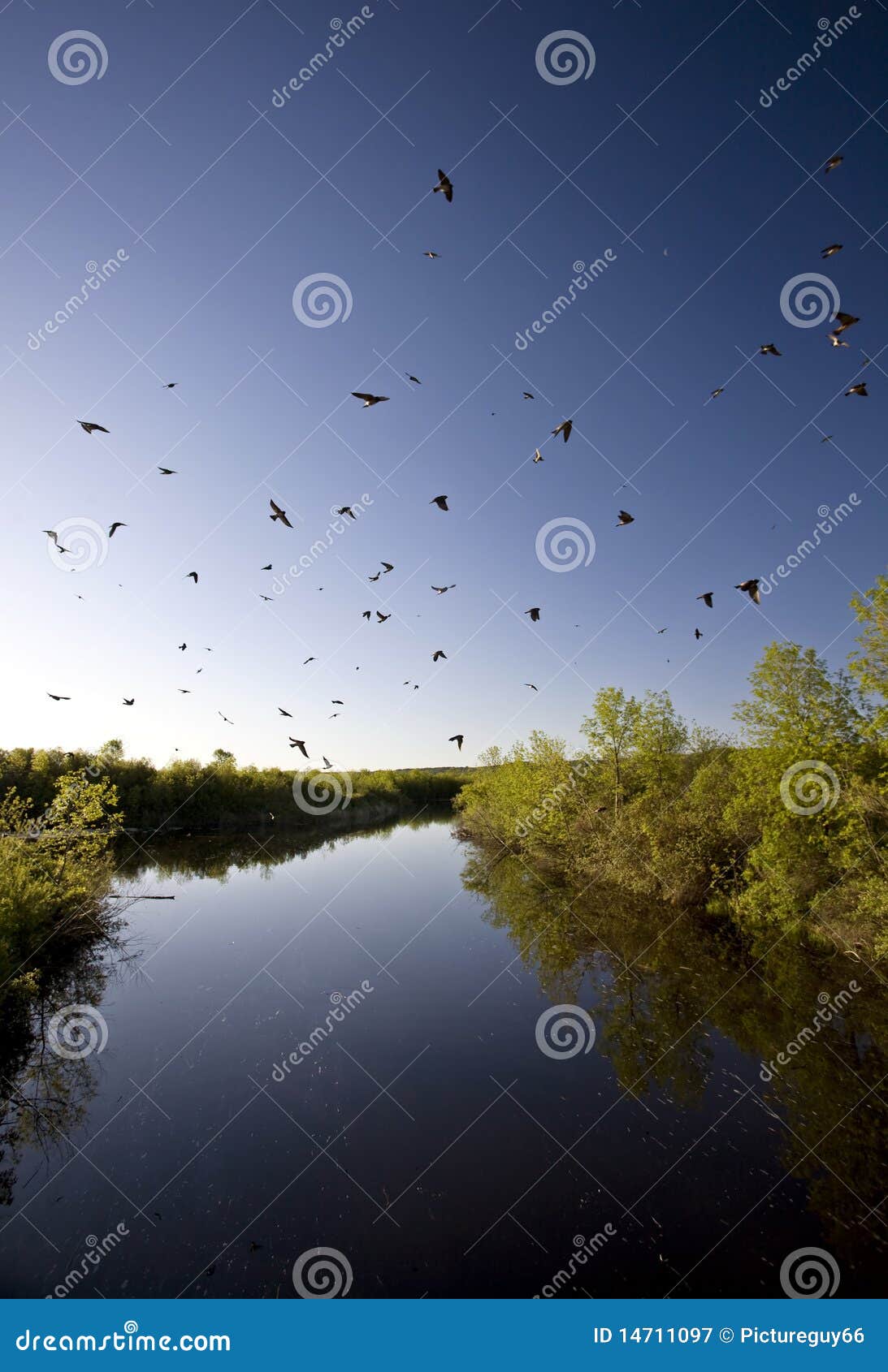 Saskatchewan River and Swallows Stock Image - Image of maryland, nature ...