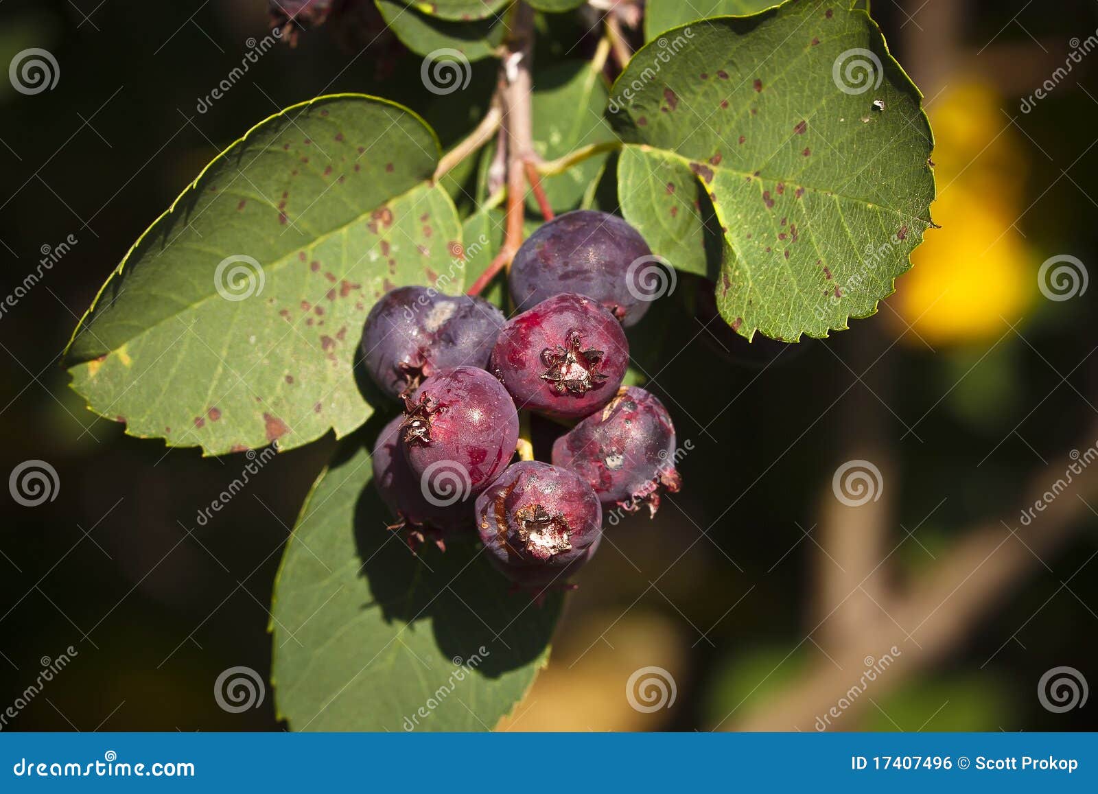 Saskatoon Berries Ripening in Summer Stock Photo - Image of edible ...