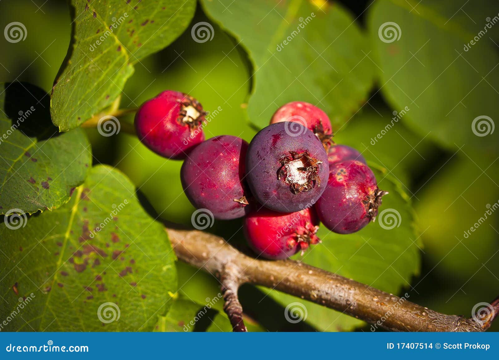 Saskatoon Berries Ripening in Summer Stock Photo - Image of rosaceae ...