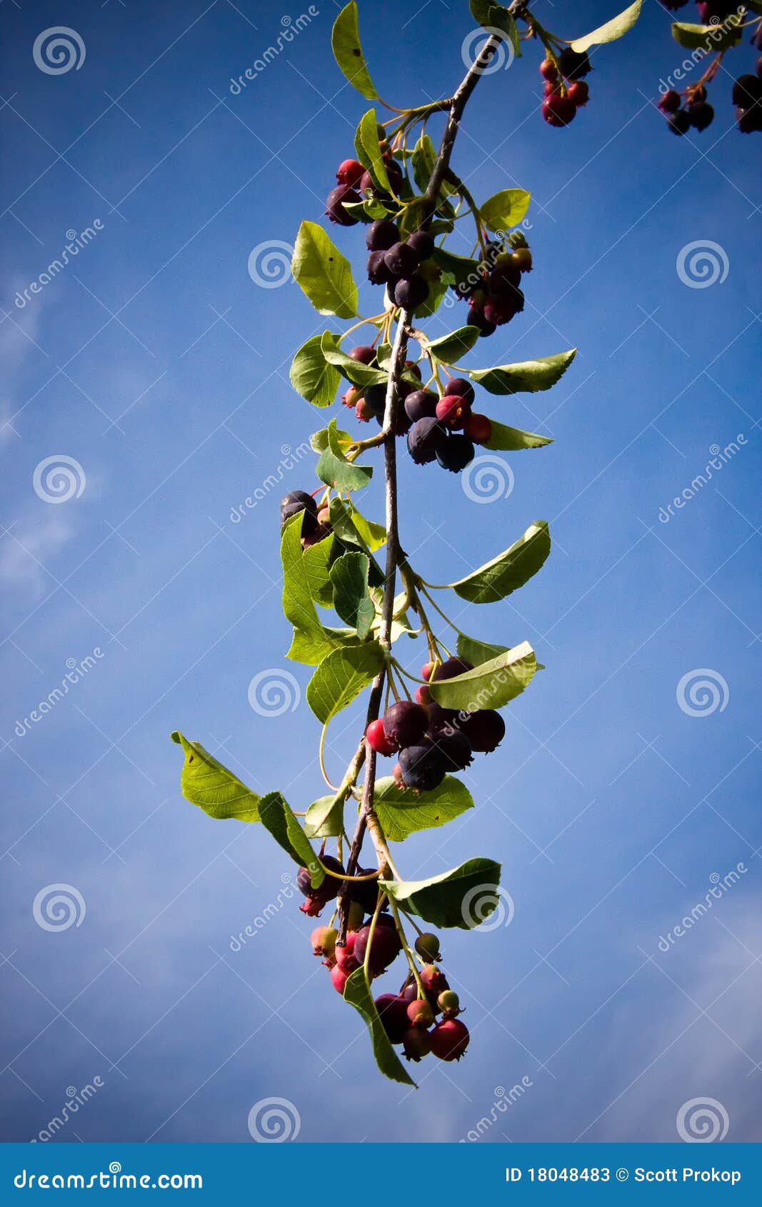 Saskatoon Berry Plant stock image. Image of bush, leaf - 18048483