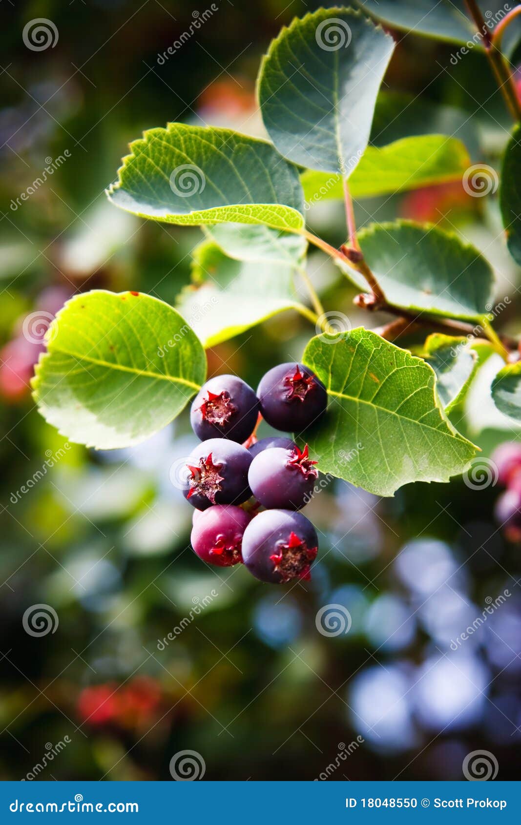 Saskatoon Berry Plant stock photo. Image of fresh, closeup - 18048550