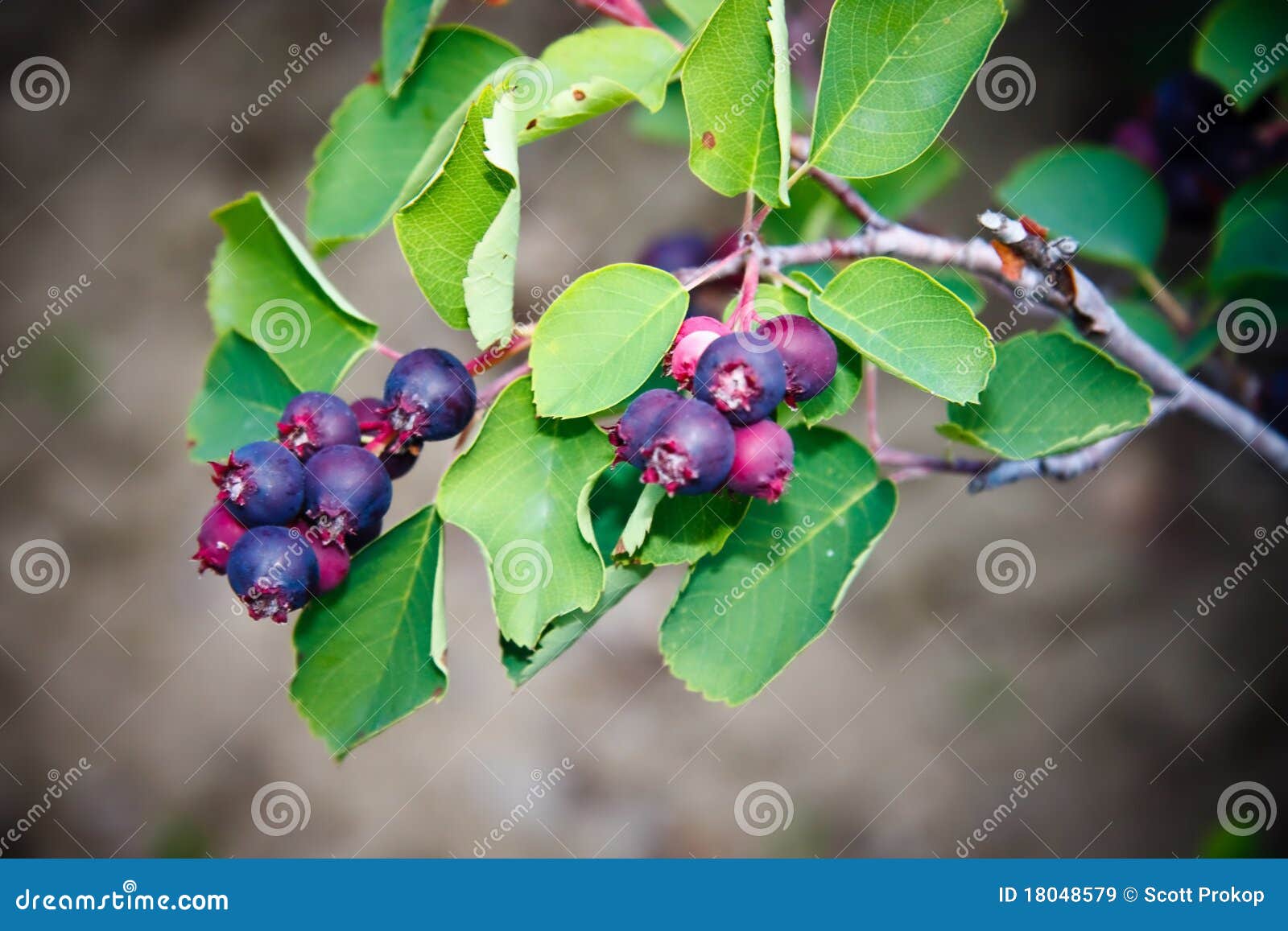 Saskatoon Berry Plant stock image. Image of healthy, tasty - 18048579