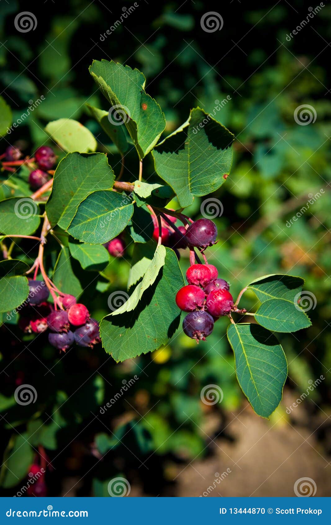 Saskatoon Berry Tree stock photo. Image of green, natural - 13444870