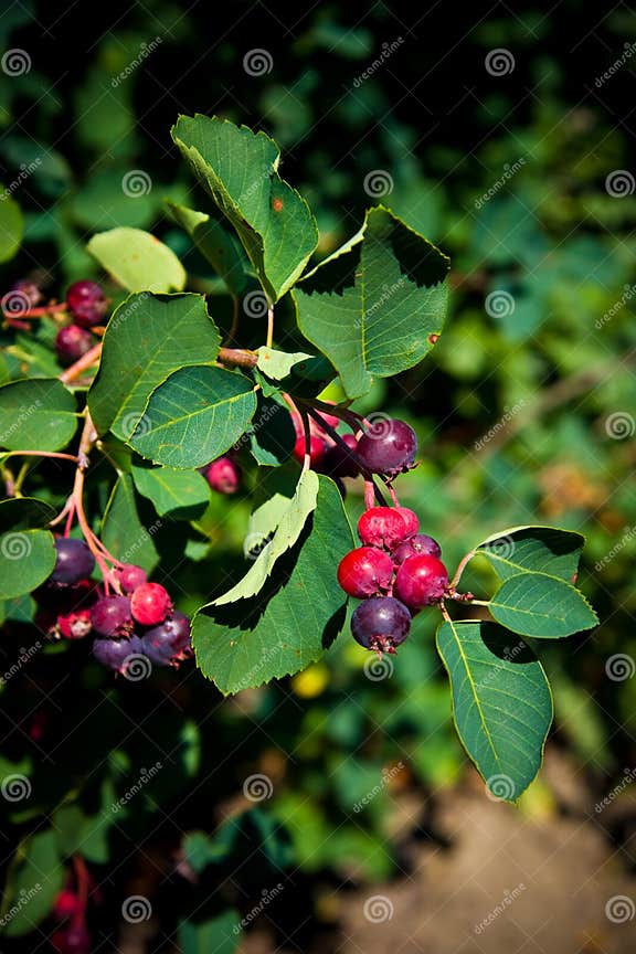 Saskatoon Berry Tree stock photo. Image of green, natural - 13444870