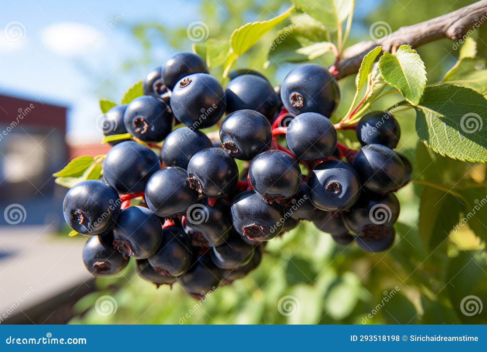 Saskatoon Berry on a Tree, Photo Realistic, 4K Resolution , AI ...
