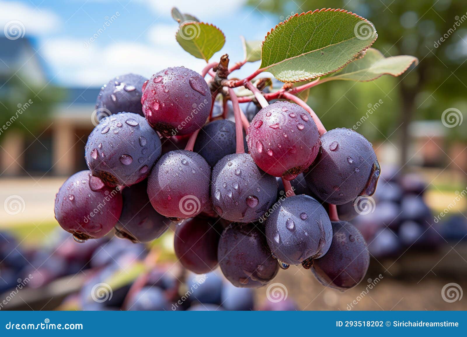 Saskatoon Berry On A Tree, Photo Realistic, 4K Resolution , AI ...