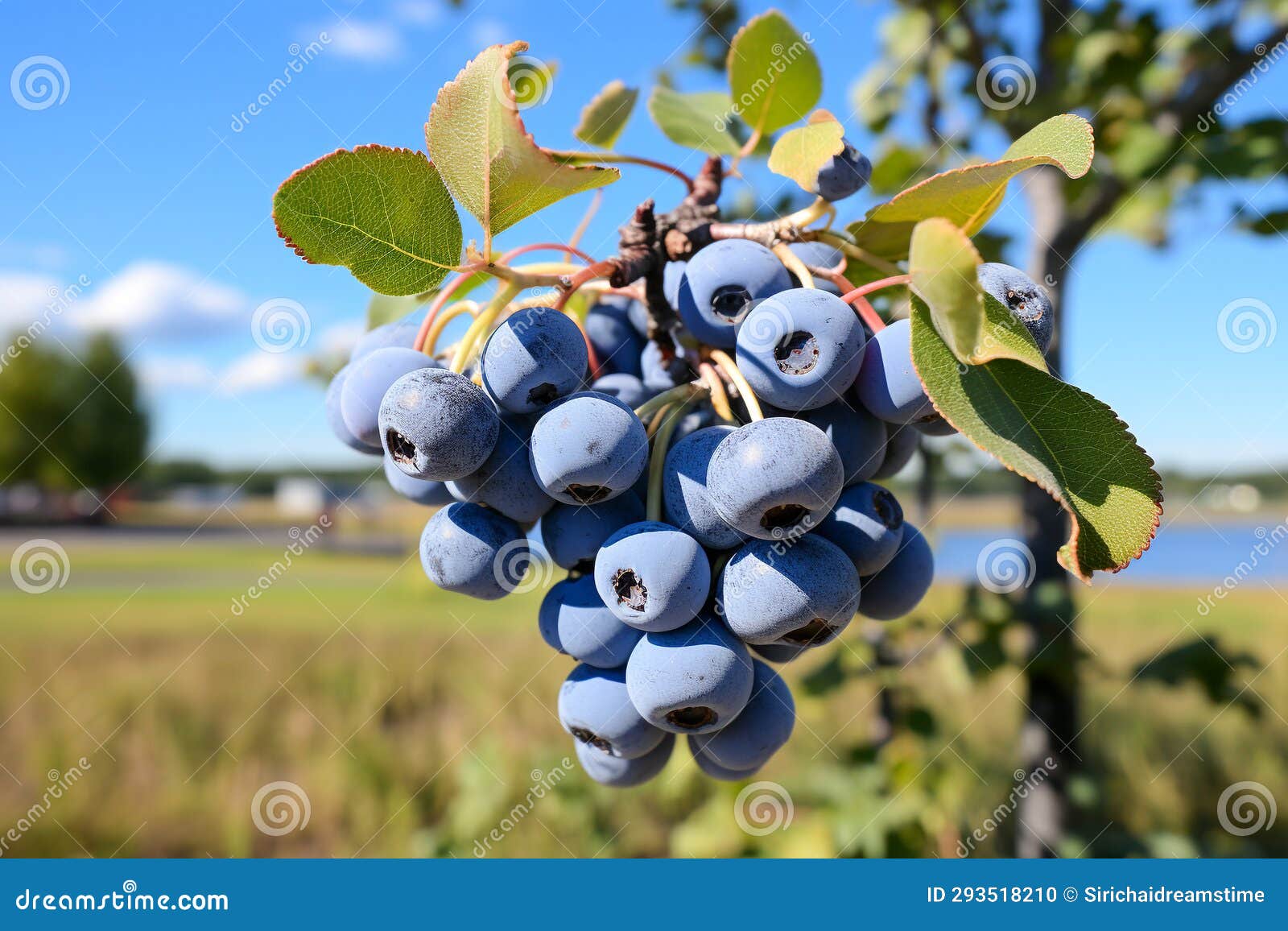 Saskatoon Berry on a Tree, Photo Realistic, 4K Resolution , AI ...
