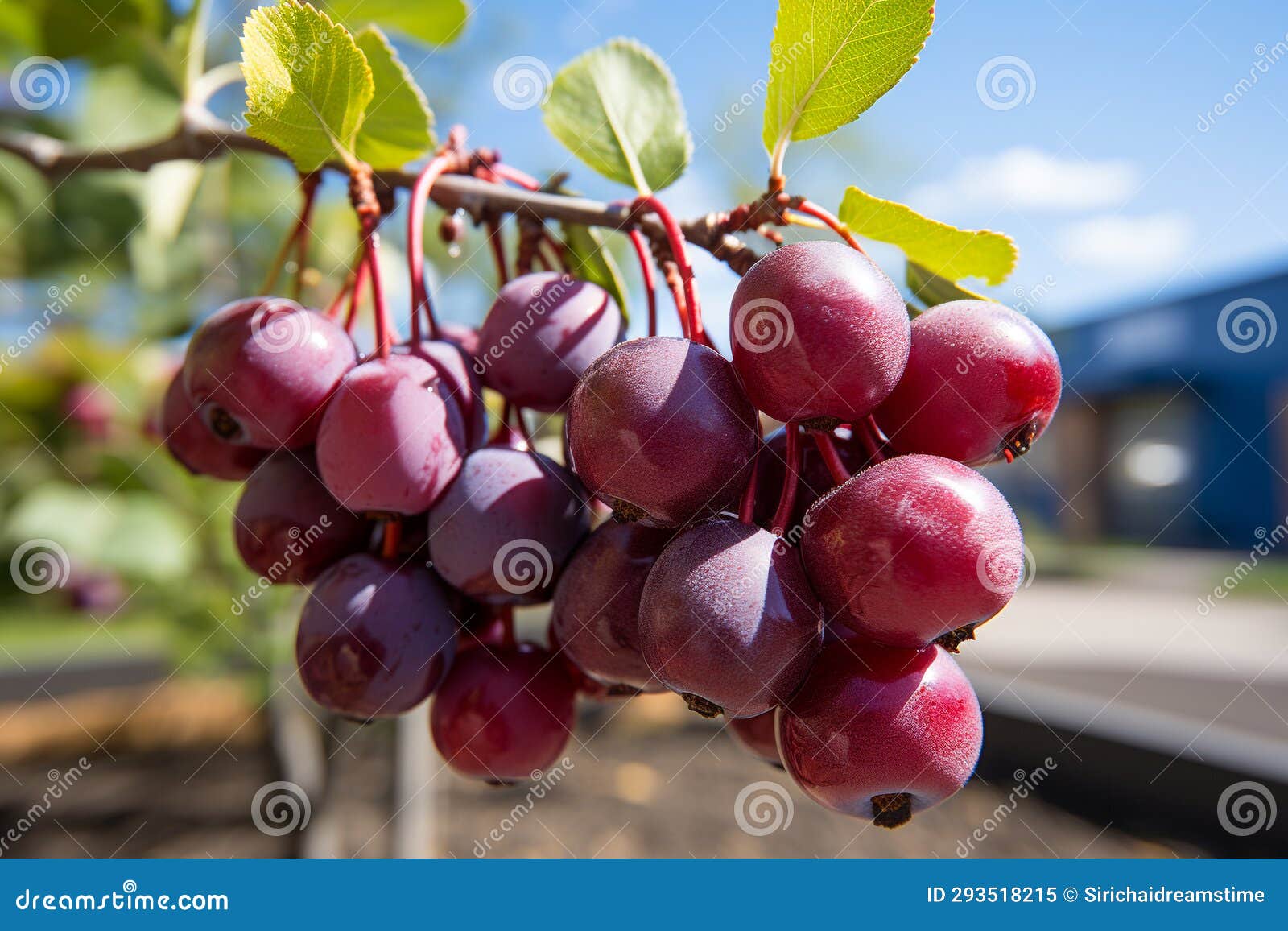 Saskatoon Berry on a Tree, Photo Realistic, 4K Resolution , AI ...