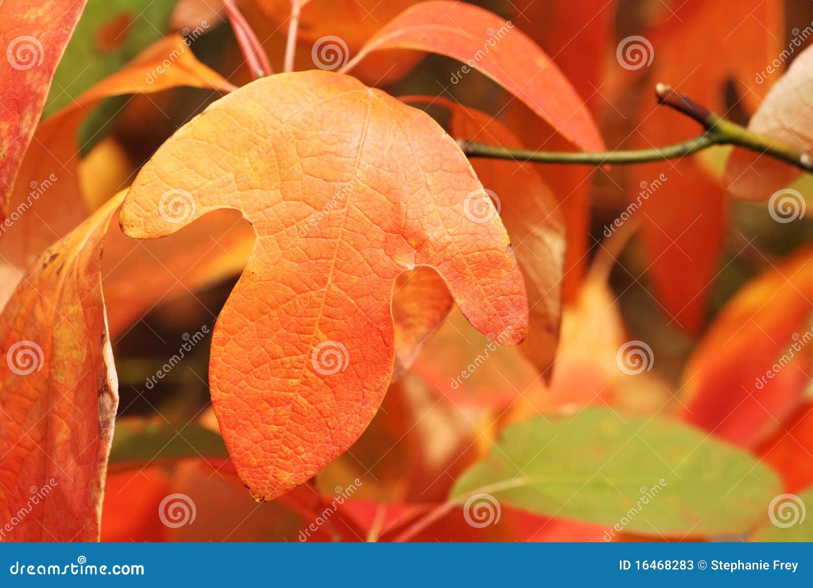Sassafras Leaf stock image. Image of veins, color, vivid - 16468283
