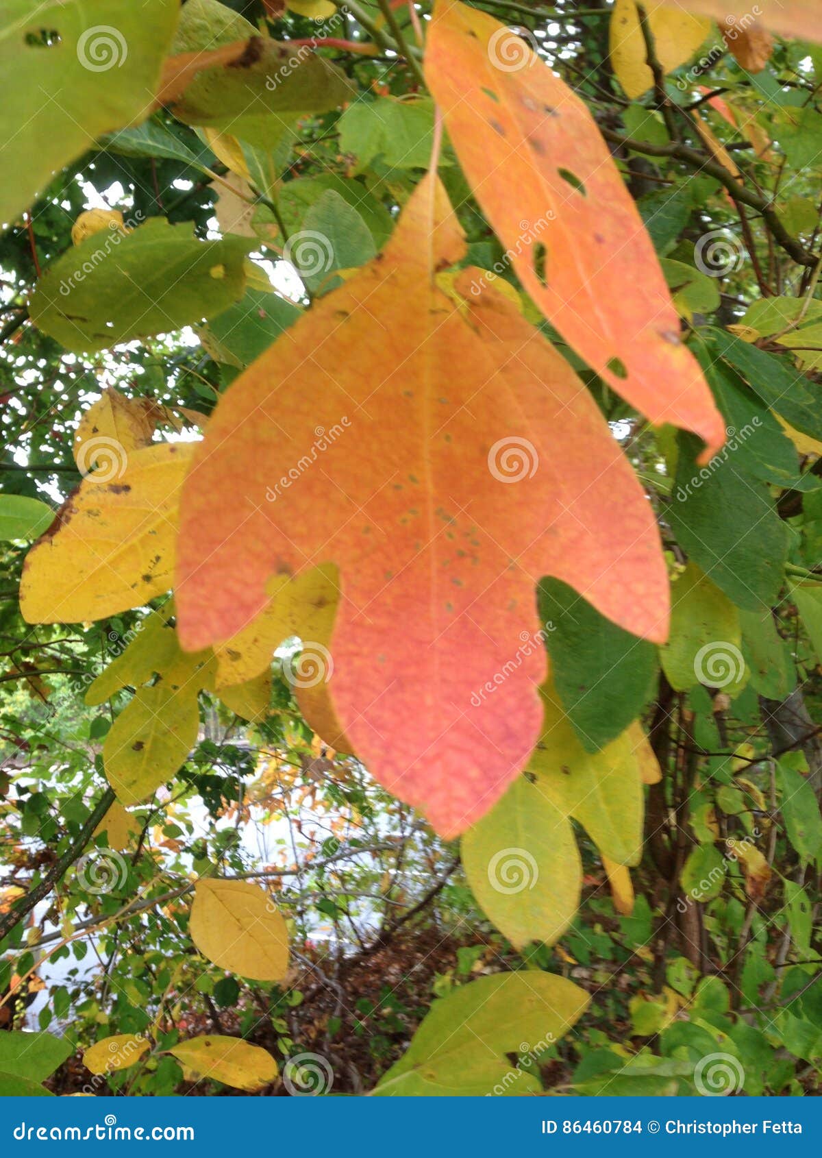 Sassafras leaf stock photo. Image of fall, leaf, northeast - 86460784