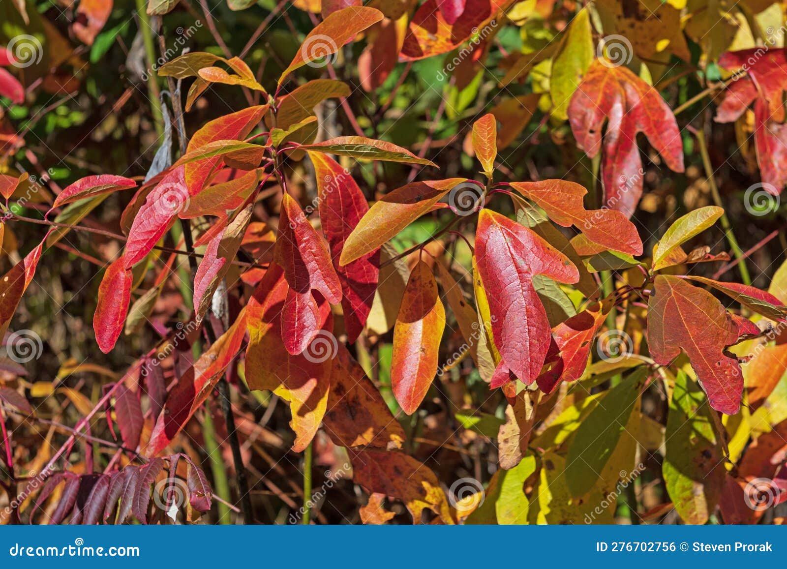 Sassafras Tree Leaves in the Fall Stock Photo - Image of autumn ...