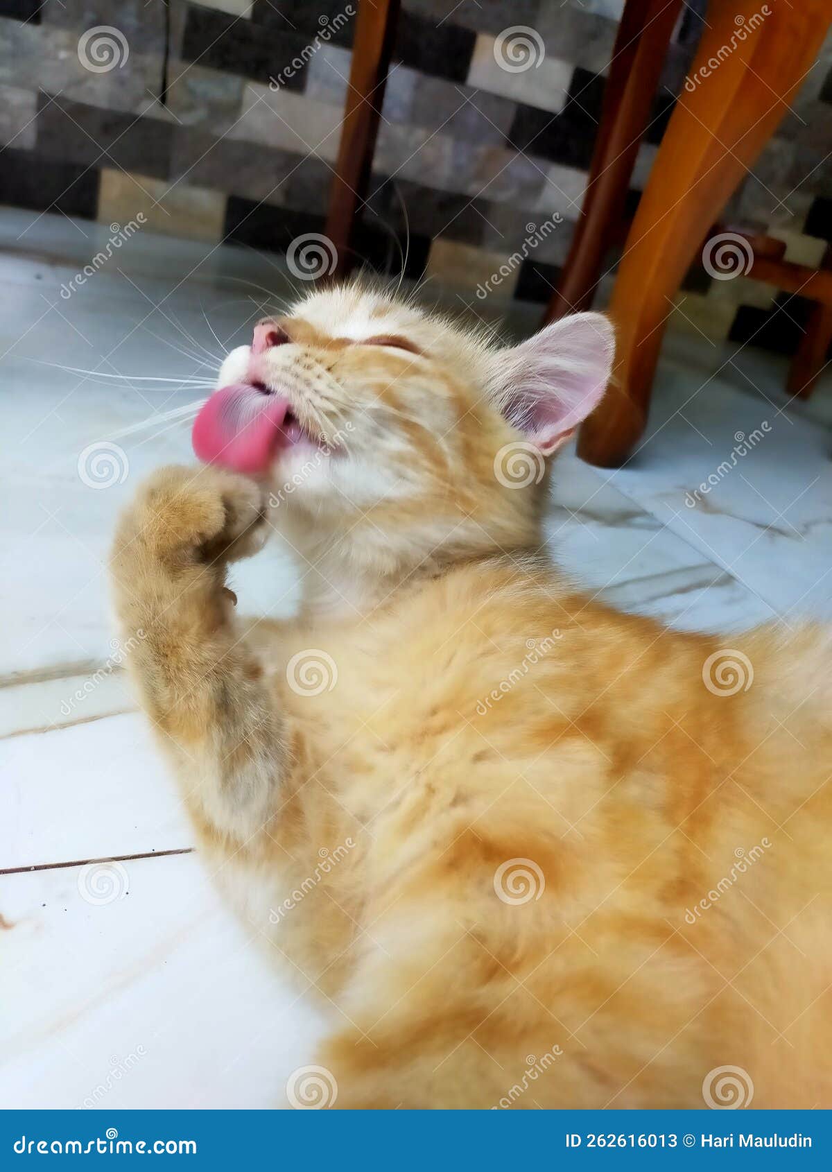 Sassy cat stock image. Image of looking, exploded, sassy - 262616013