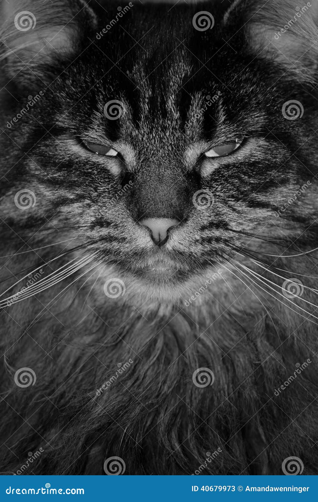 Sassy Cat stock image. Image of detail, animals, personality - 40679973