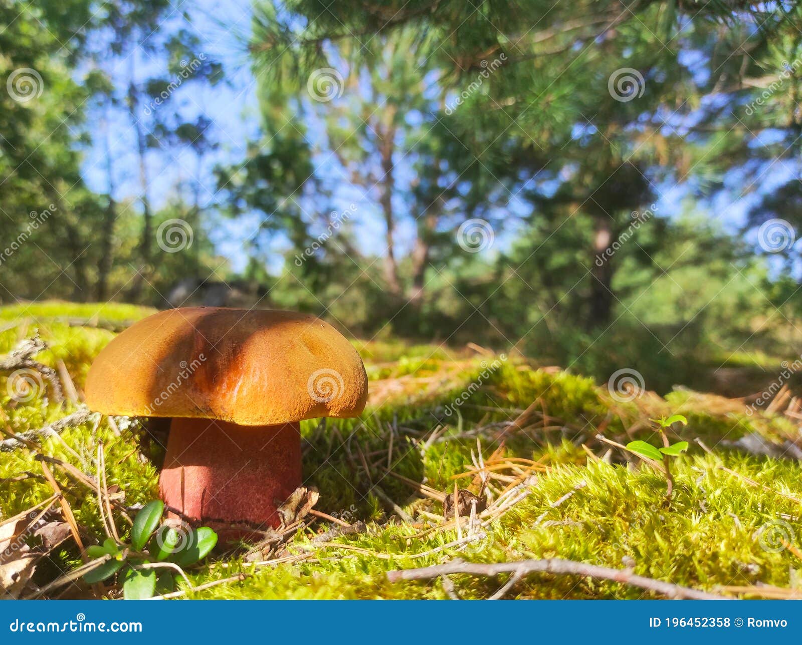 Satanic Devils Mushroom Grow in Forest Stock Photo - Image of moss ...