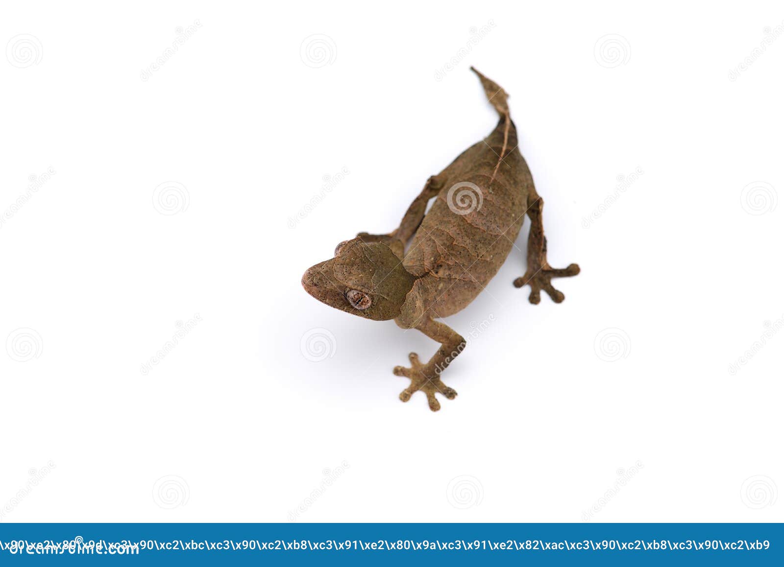 The Satanic Leaf-tailed Gecko Isolated on White Background Stock Photo ...