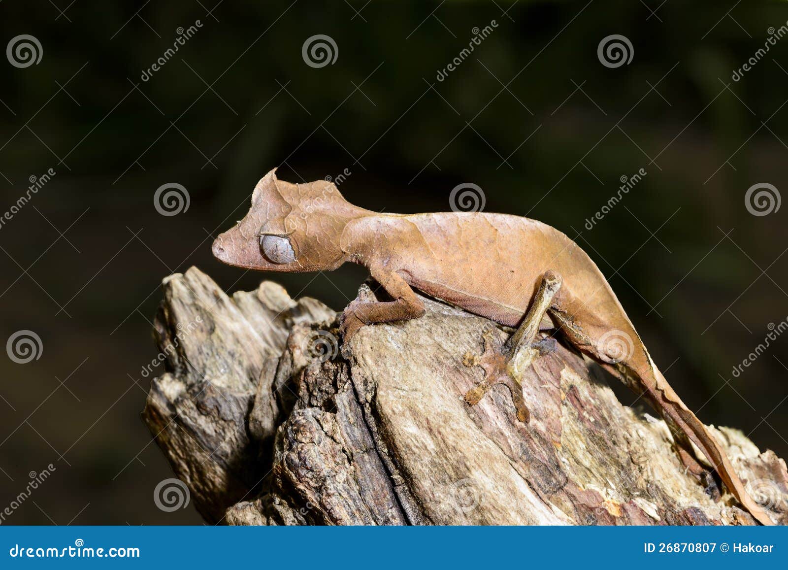 Satanic Leaf-tailed Gecko, Marozevo Stock Image - Image of closeup ...