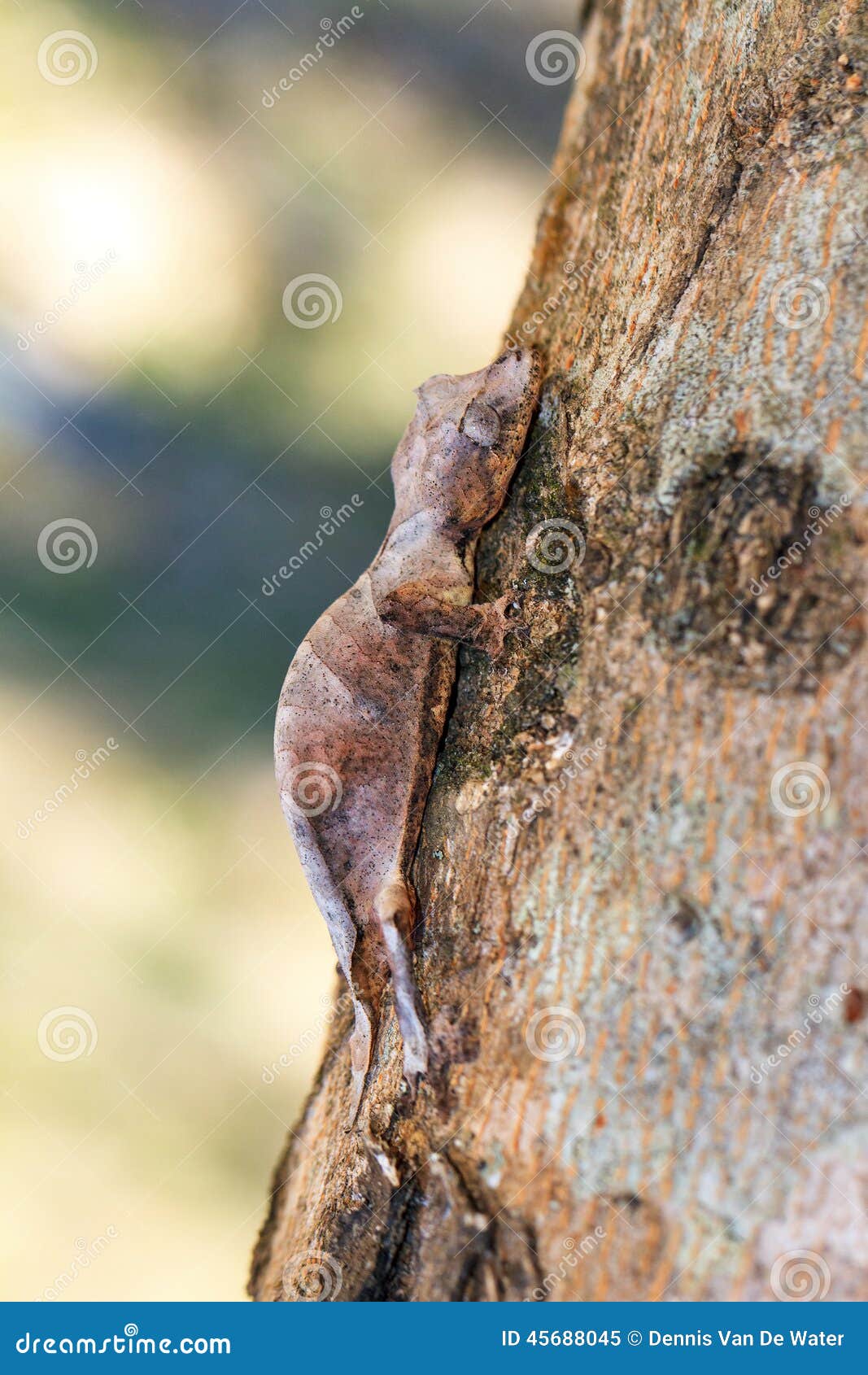 Leaf Tailed Gecko With Flying Fox Wings