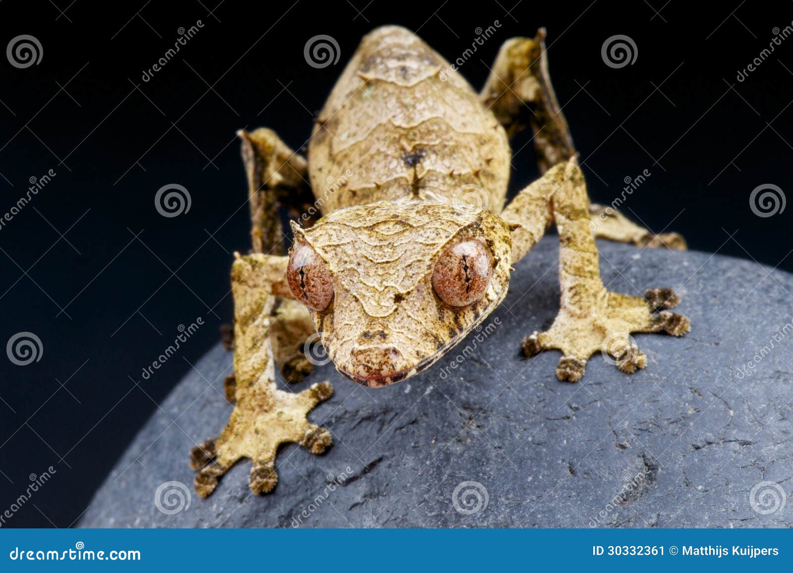 Satanic Leaf-tailed Gecko / Uroplatus Phantasticus Stock Image - Image ...