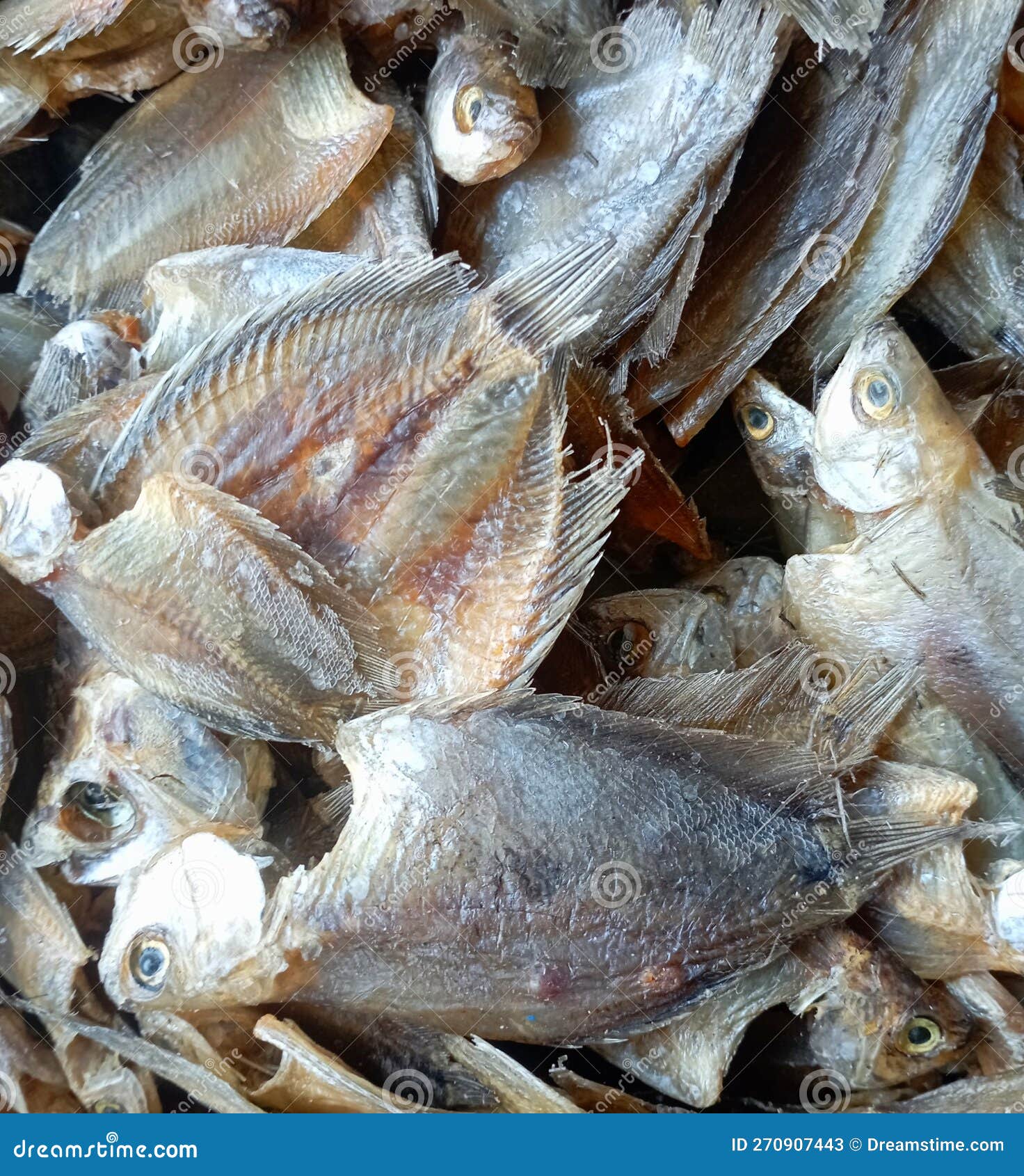 Sated sepat fish stock image. Image of water, sated - 270907443