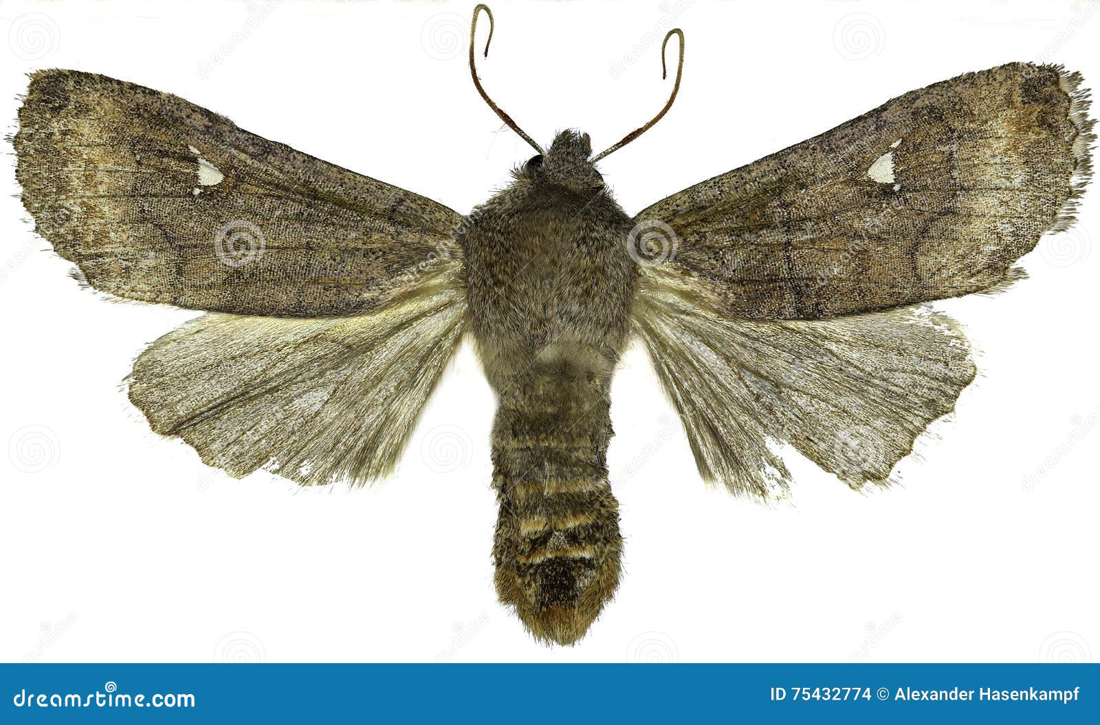 Satellite Moth on White Background Stock Photo - Image of small, pets ...