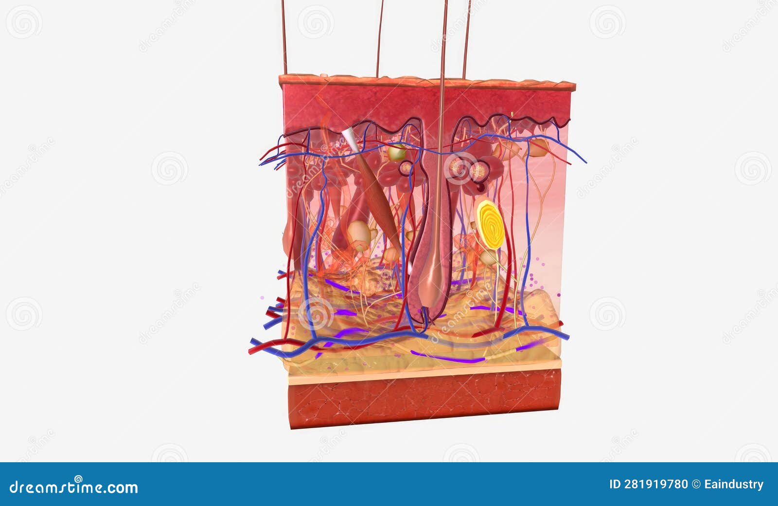 The Satiation Signalling (Leptin Secretion Stock Illustration ...
