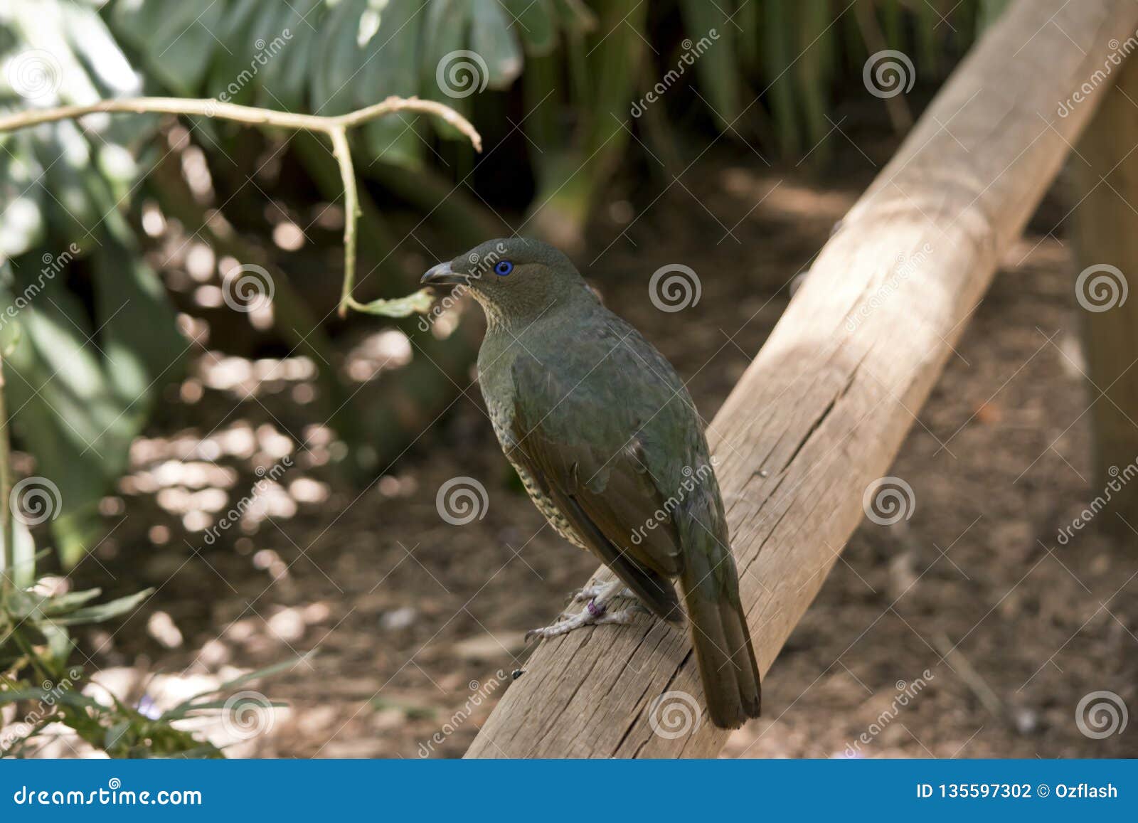 Satin bower bird stock photo. Image of grey, feathers - 135597302