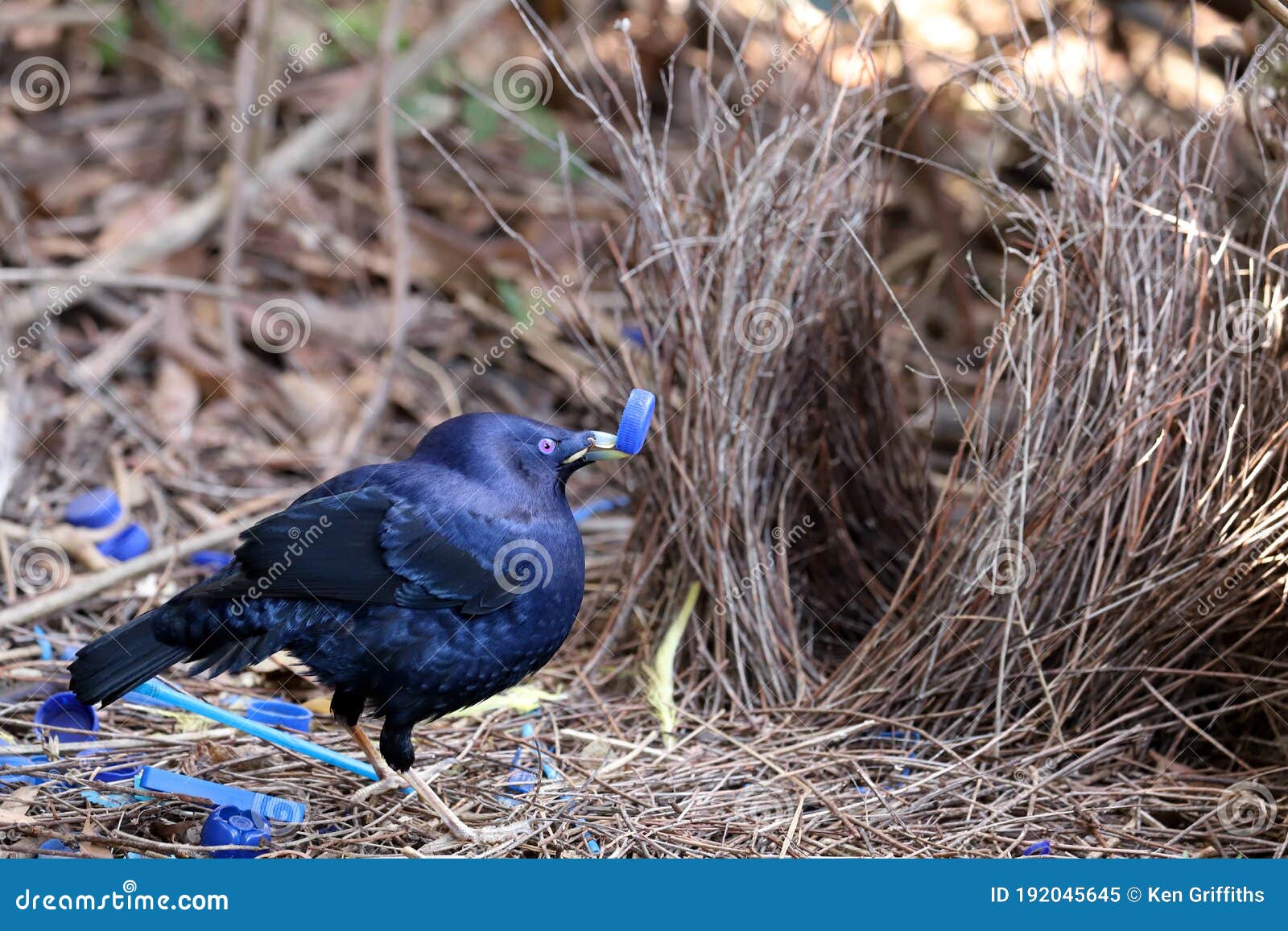 Satin Bowerbird stock image. Image of satin, bird, bowerbird - 192045645