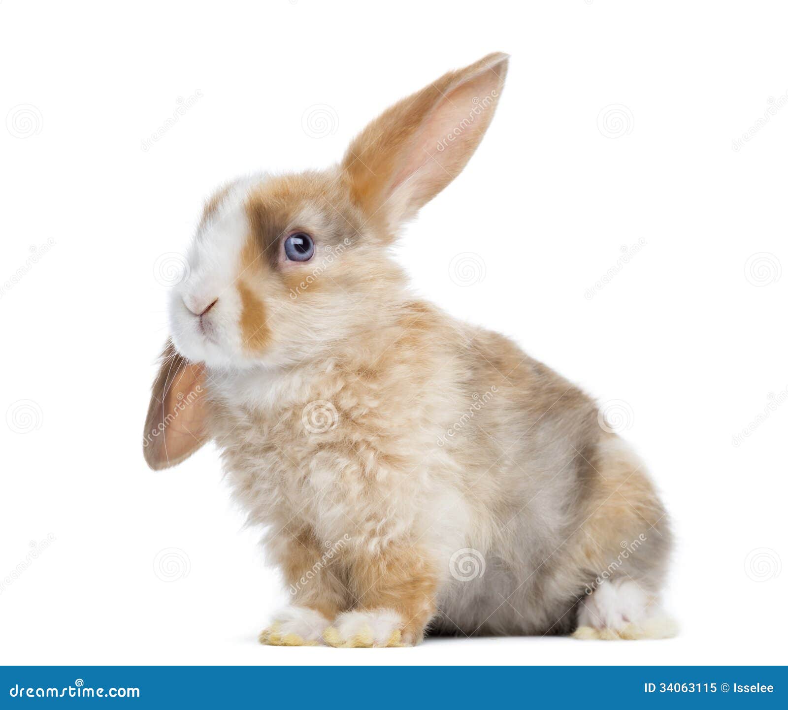 Satin Mini Lop Rabbit Ear Up, Sitting Isolated Stock Image - Image ...