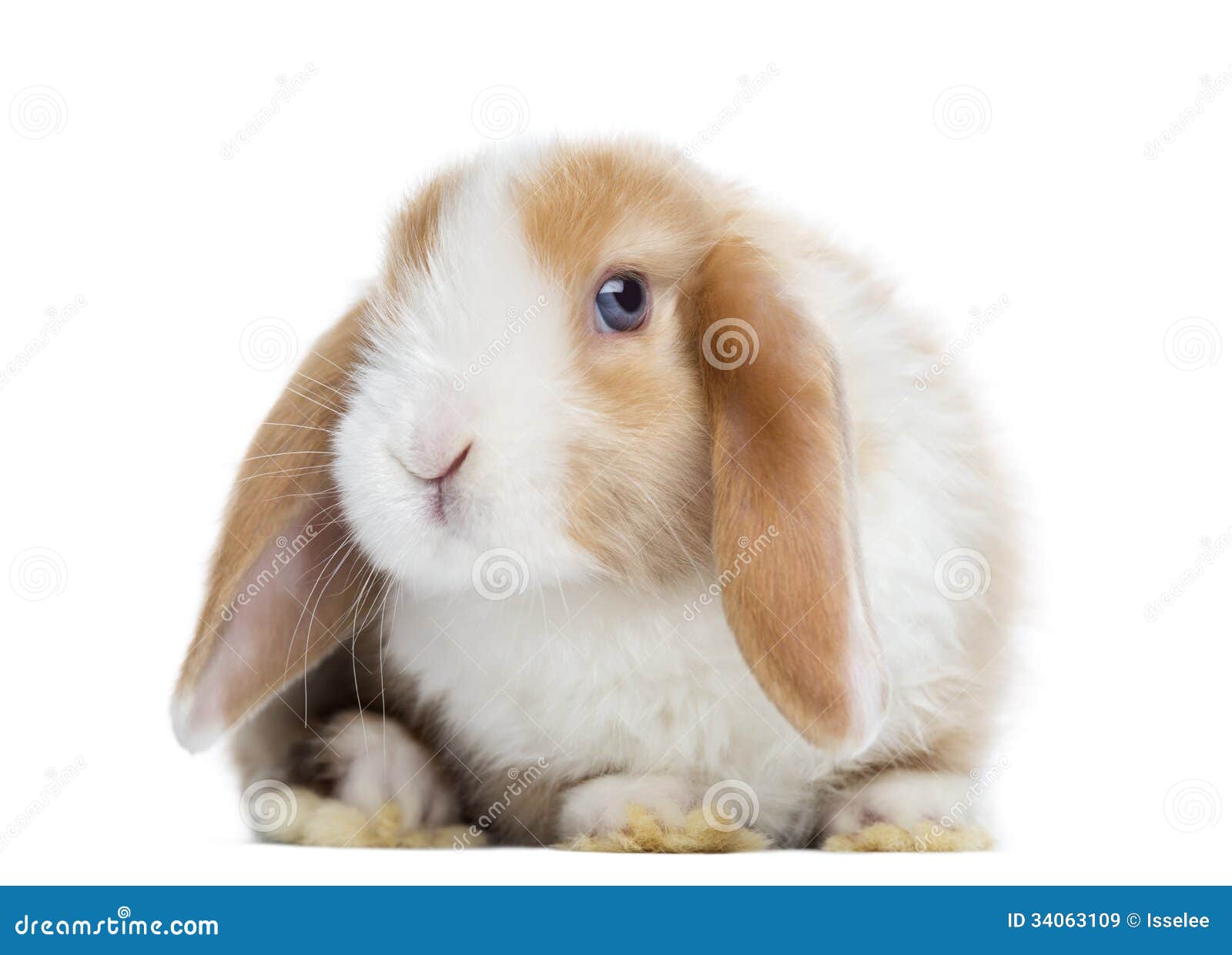 White Mini Lop Rabbit